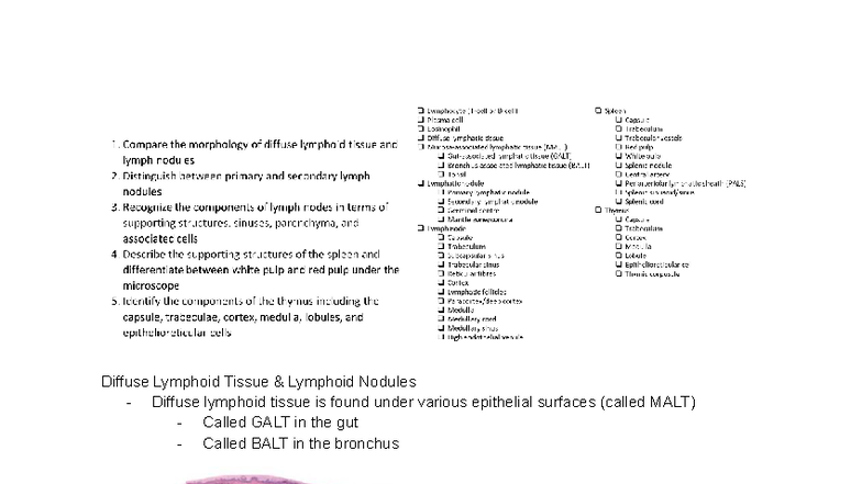 Sem 1 Lab Lectures: Diffuse Lymphoid Tissue & Lymph Nodes - Studocu