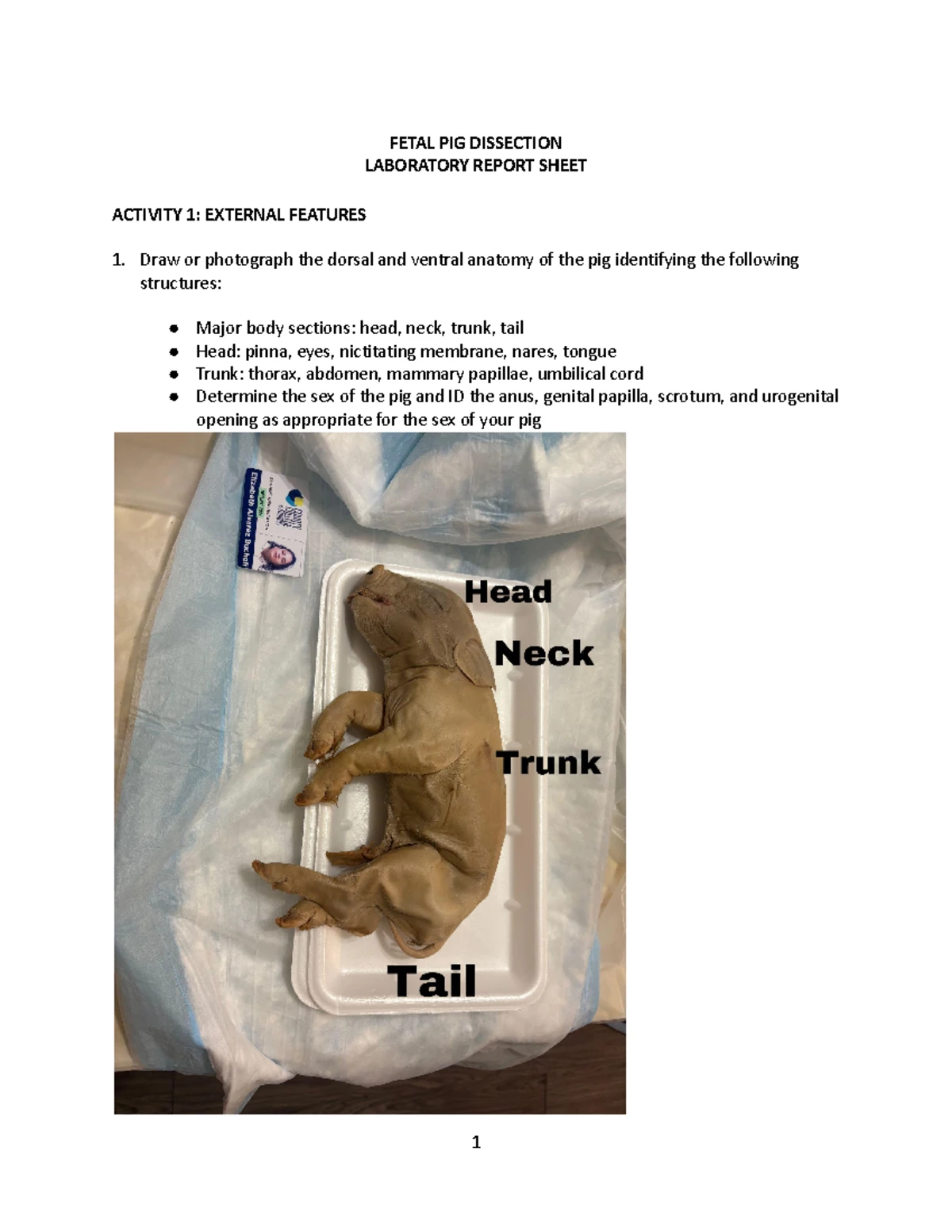Fetal Pig DIssection Report Sheet - FETAL PIG DISSECTION LABORATORY ...