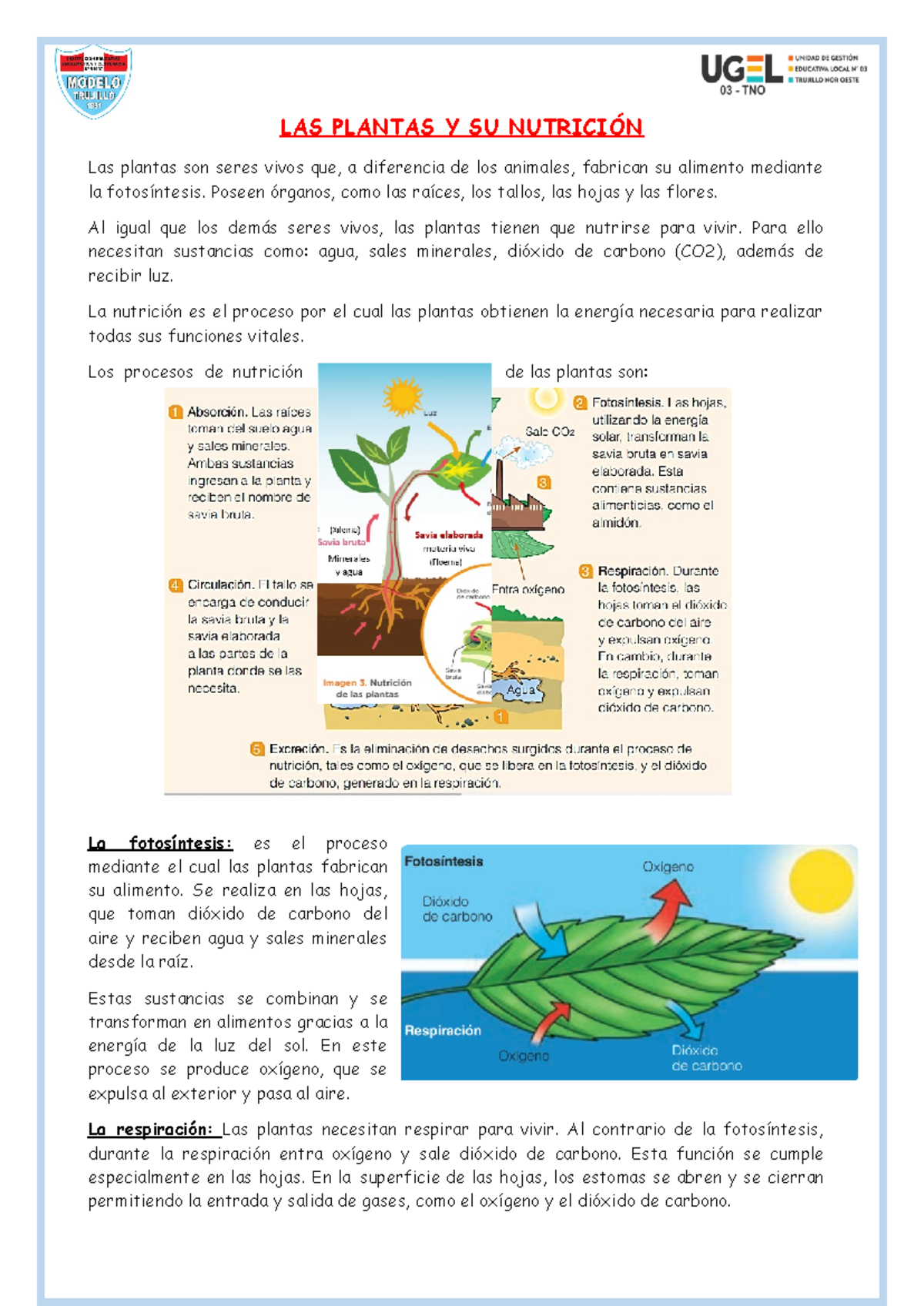 Ficha - Nutrición y Fotosíntesis de las Plantas (Ciencia) - Studocu