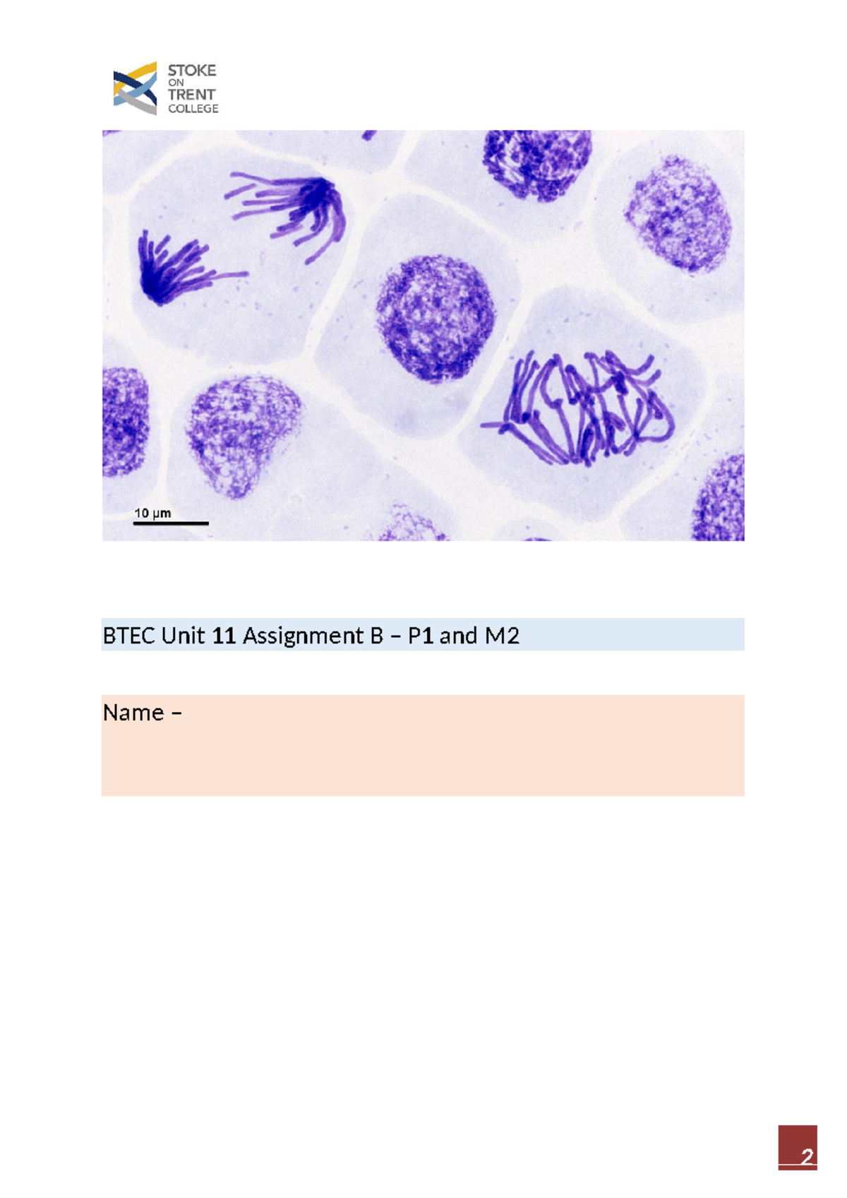 BTEC Unit 11 Lab Book: Cell Division in Root Tip Squash Experiment ...