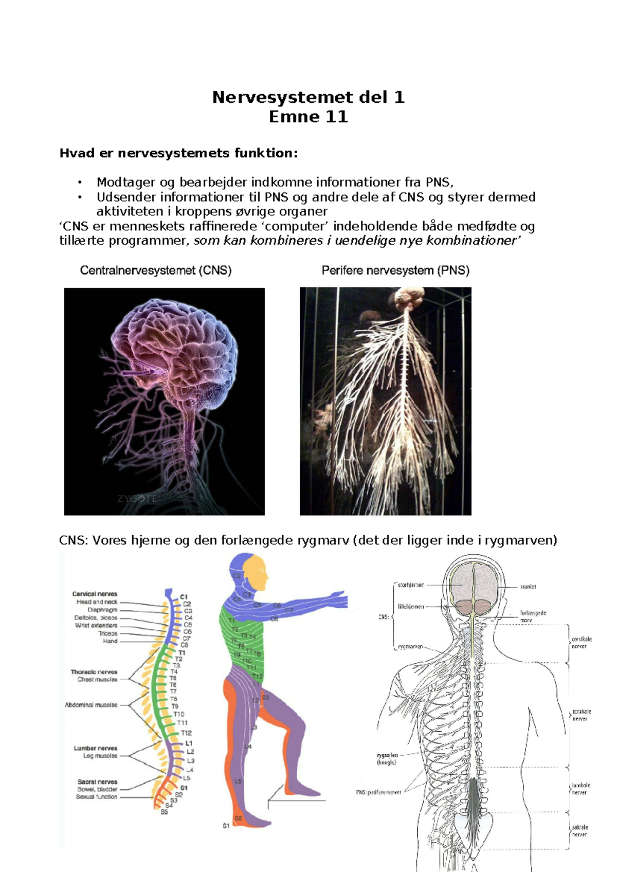 Nervesystemet del 1 - (initialsegmentet - samler input for alle ...