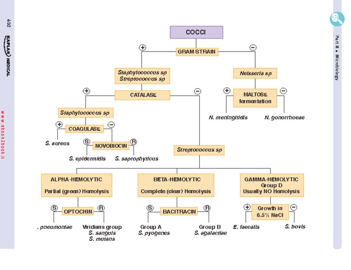 Microbiology Comparative Charts - 402 Part II l Microbiology COCCI GRAM ...