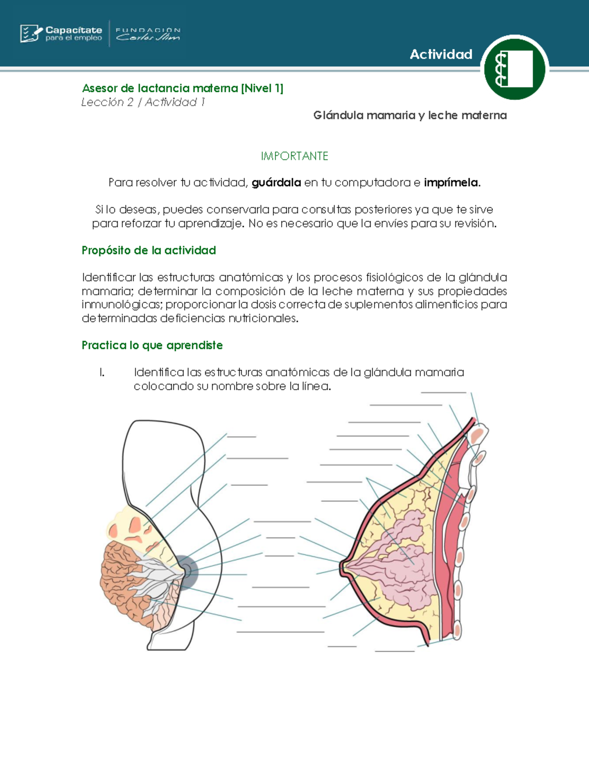 Lección 2: Glándula Mamaria y Leche Materna - Actividad 1 - Studocu