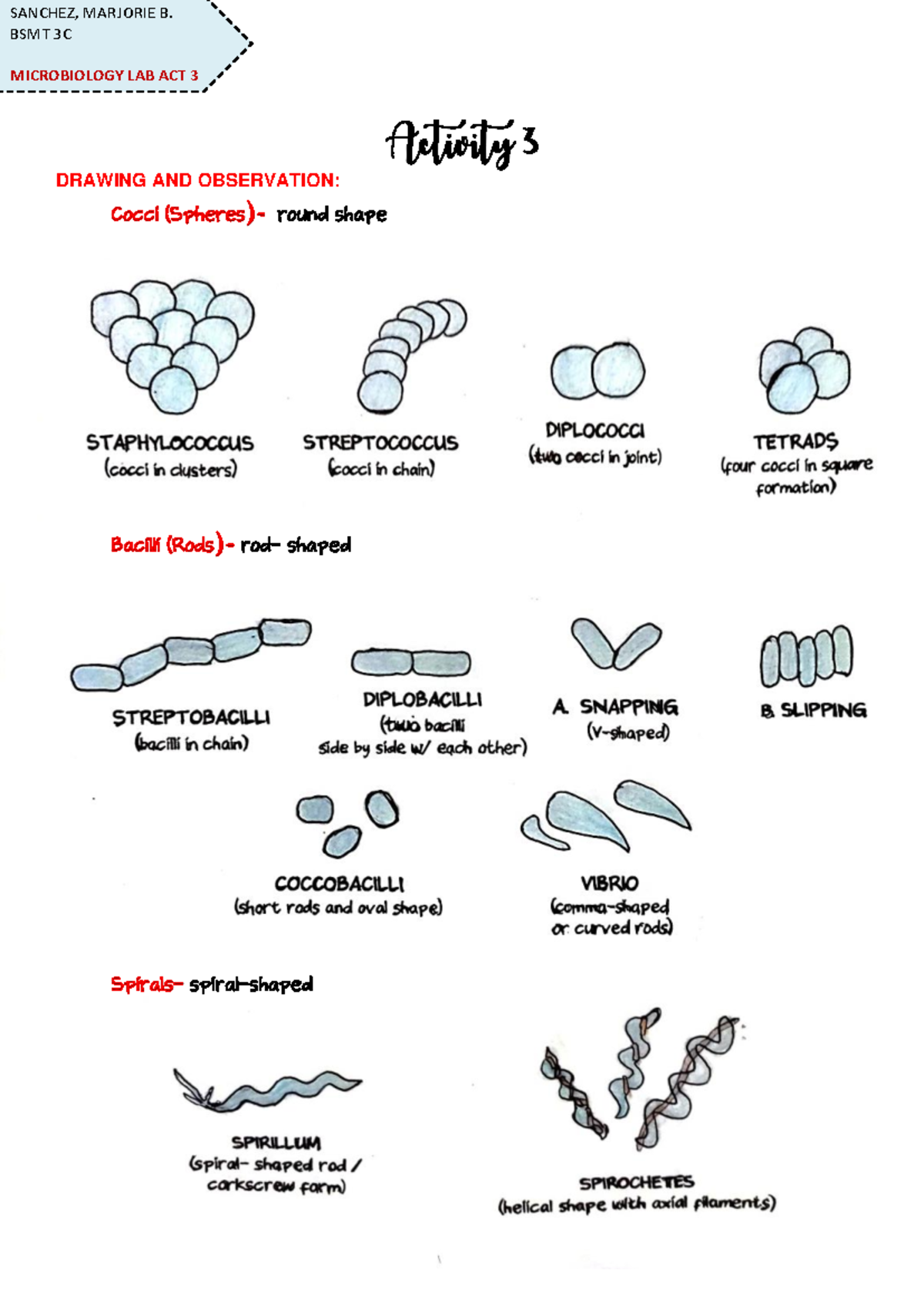 Microbiology Lab Activity 3- Bacterial Morphology - Activity 3 DRAWING ...
