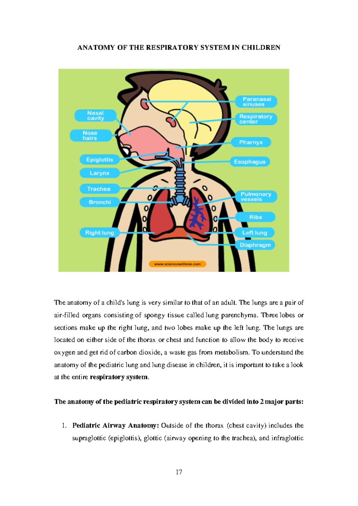 PEDS 310: Anatomy & Physiology of the Respiratory System in Children ...