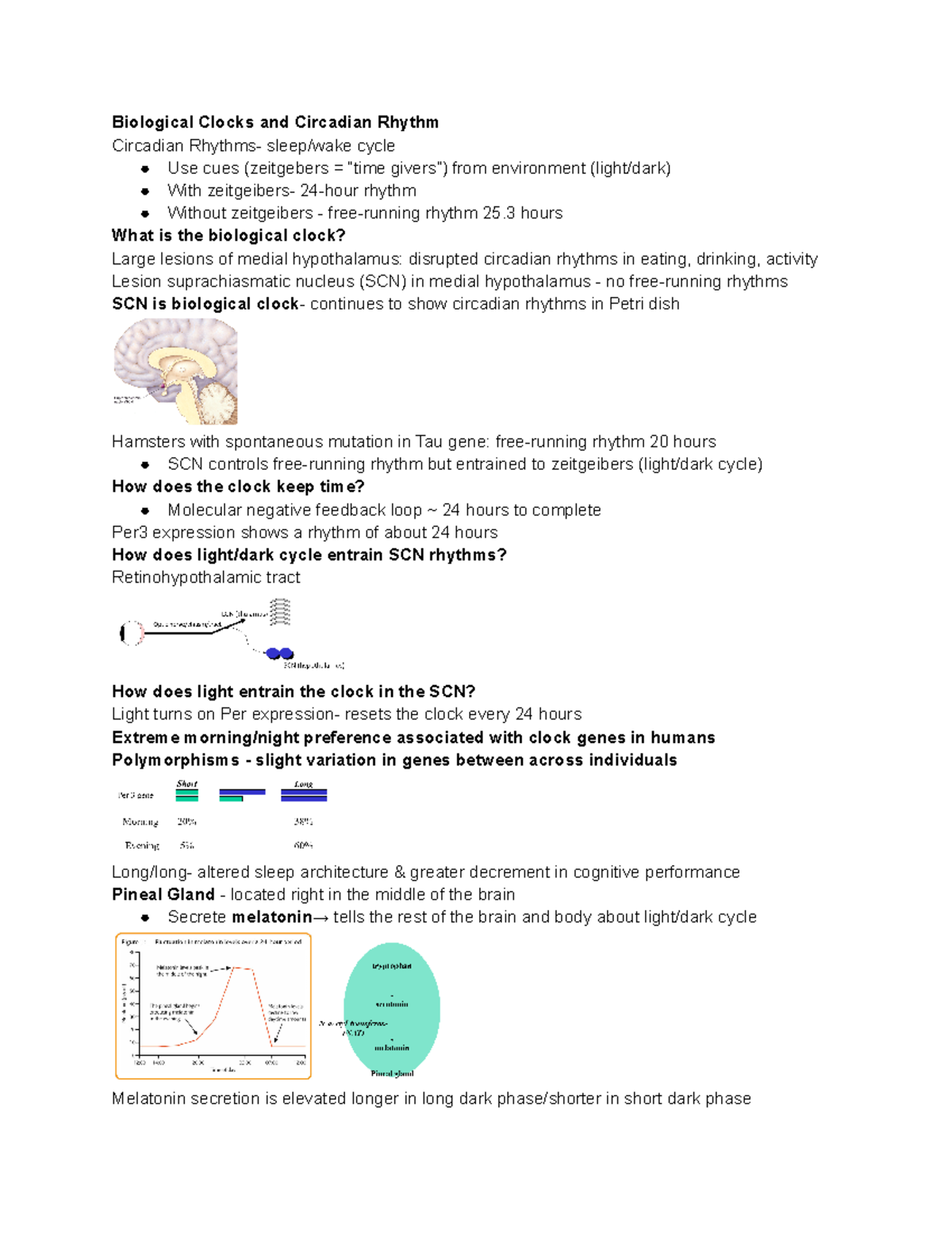 Exam 3 Study Guide - Biological Clocks and Circadian Rhythm Circadian ...