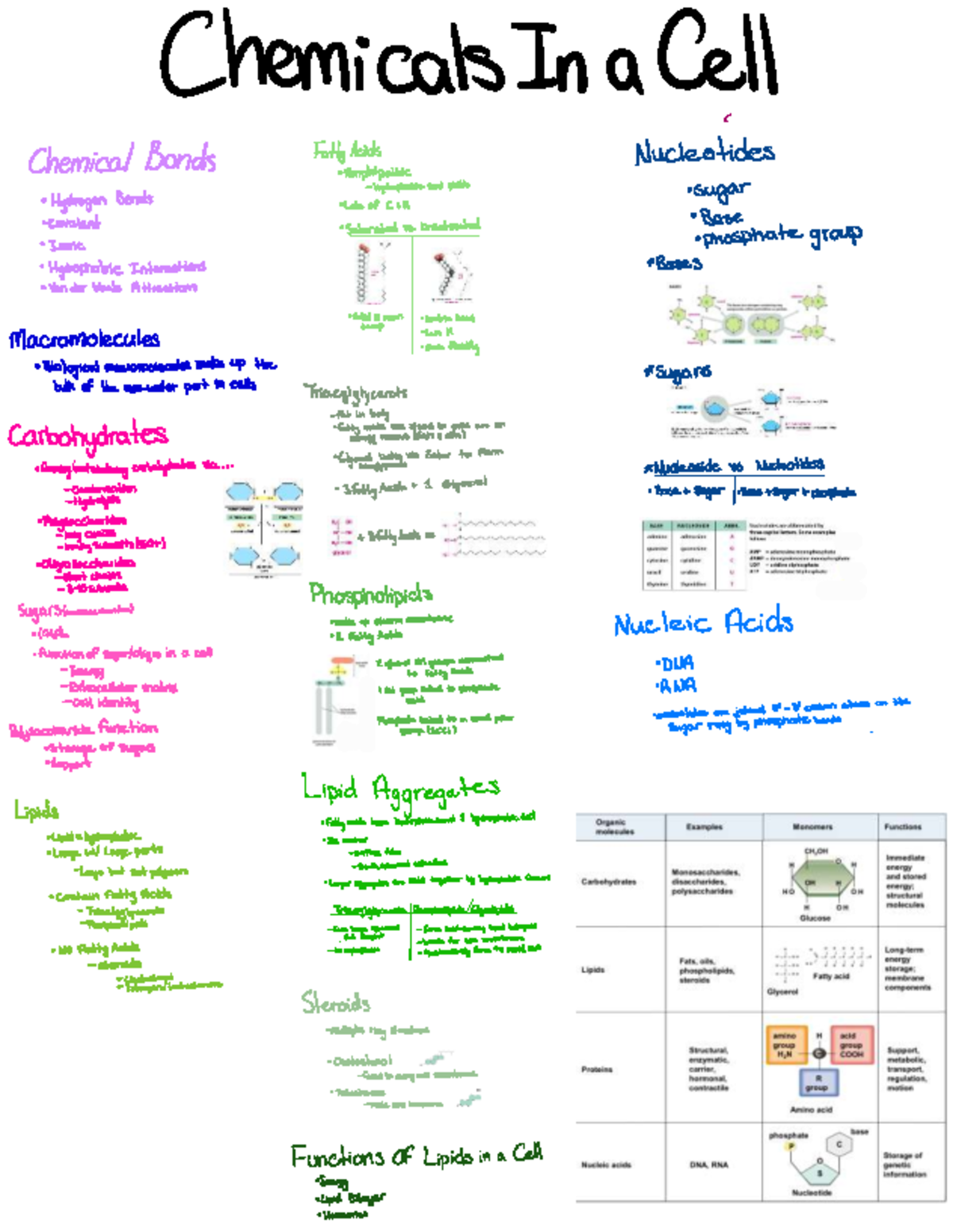 Biological Macromolecules and Functions in Cells (BIO 101) - Studocu