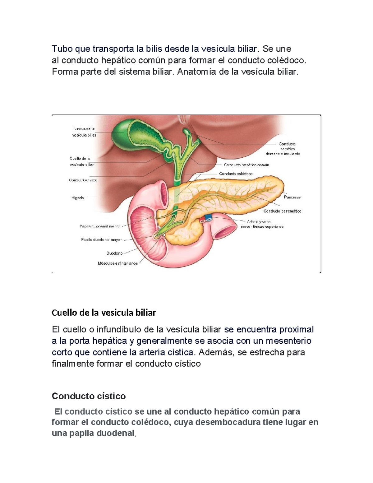 Anatomía Del Conducto Cístico