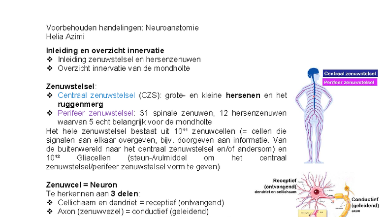 Voorbehouden handelingen: Neuroanatomie - Zenuwen en Innervatie ...