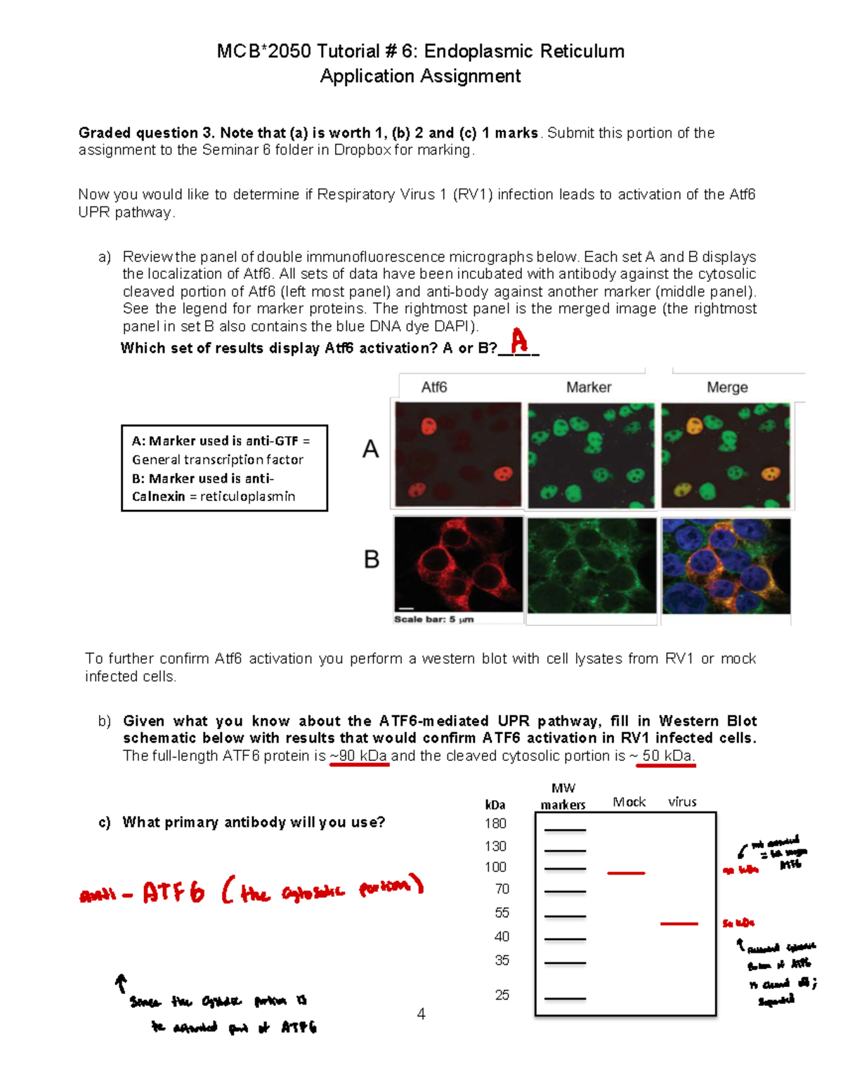 Seminar 6 - Endoplasmic reticulum - 4 MCB*2050 Tutorial # 6 ...
