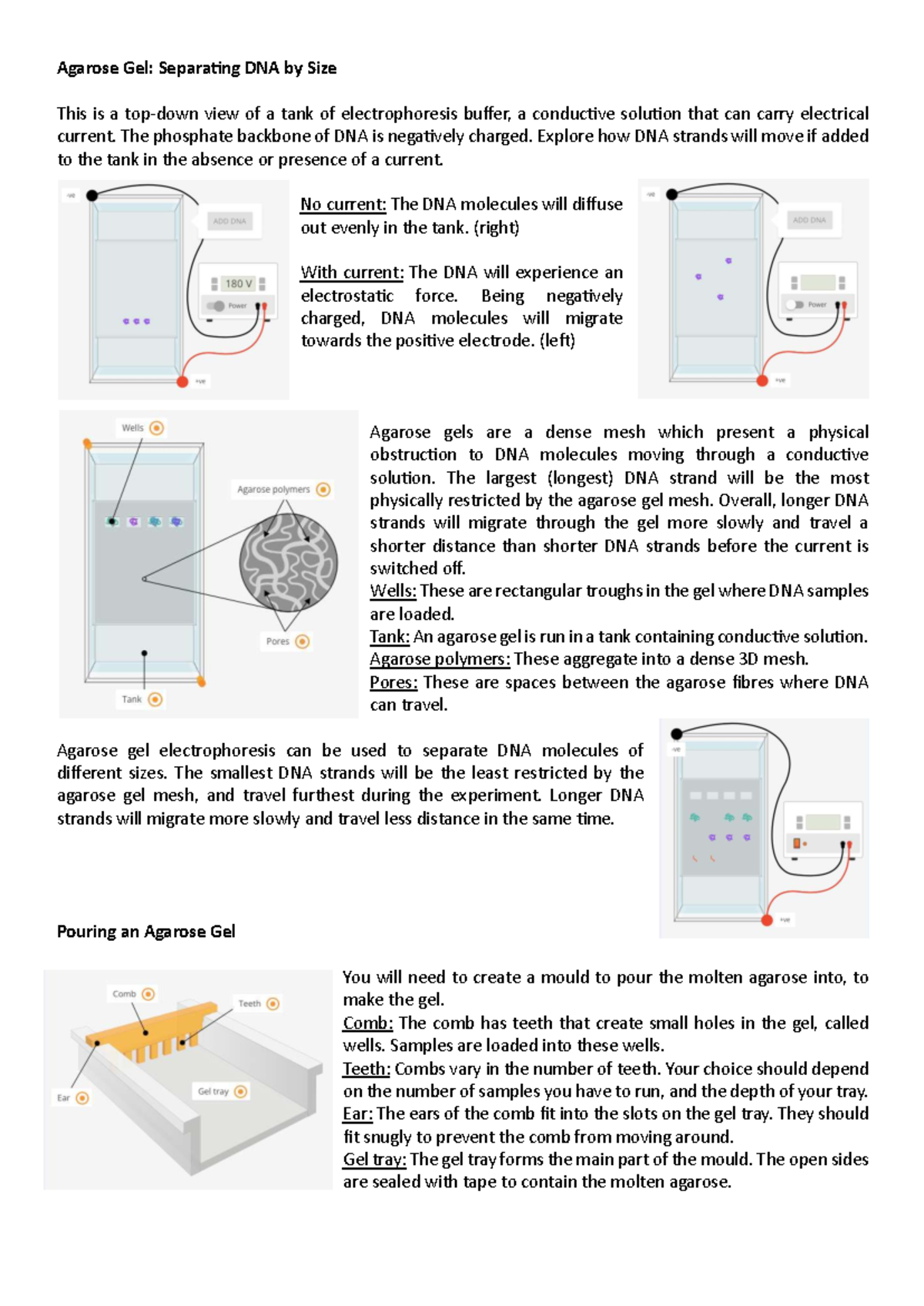 Agarose Gel Electrophoresis: DNA Size Separation Simulation - Studocu