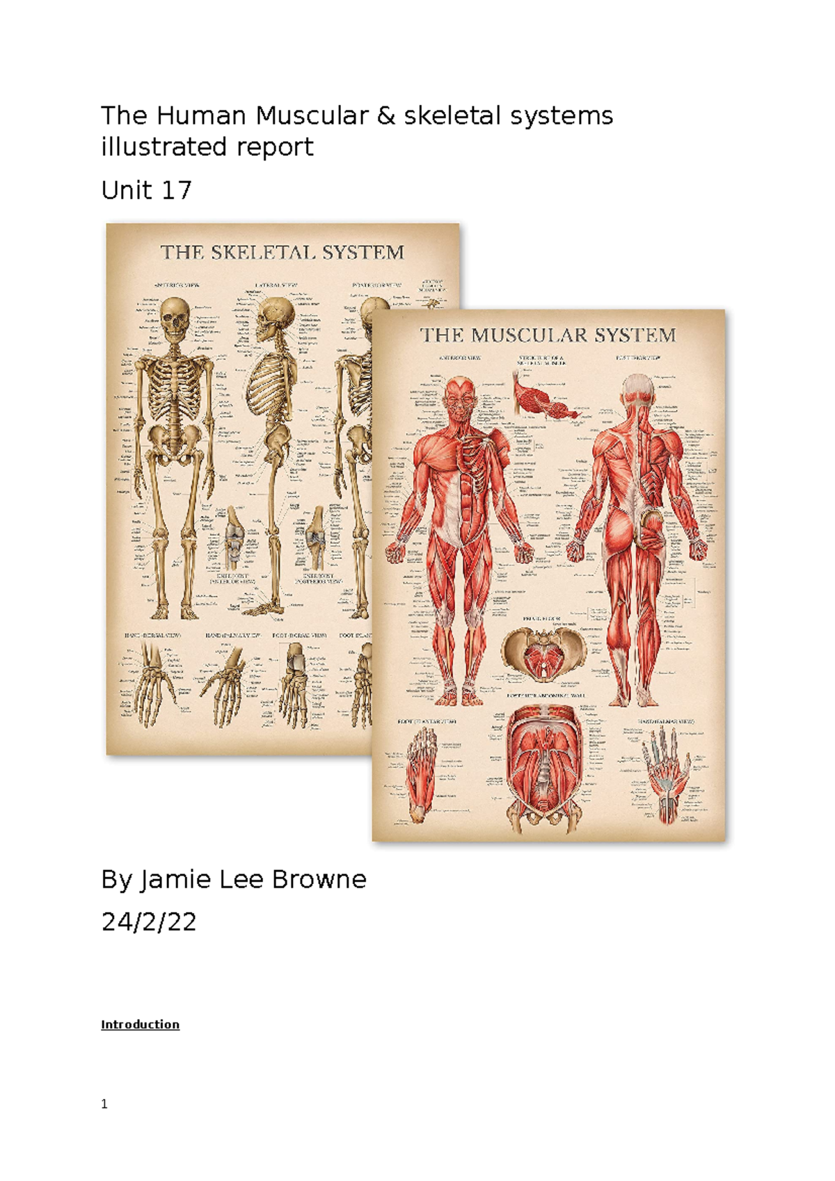 Unit 17: Illustrated Report on Human Muscular & Skeletal Systems - Studocu