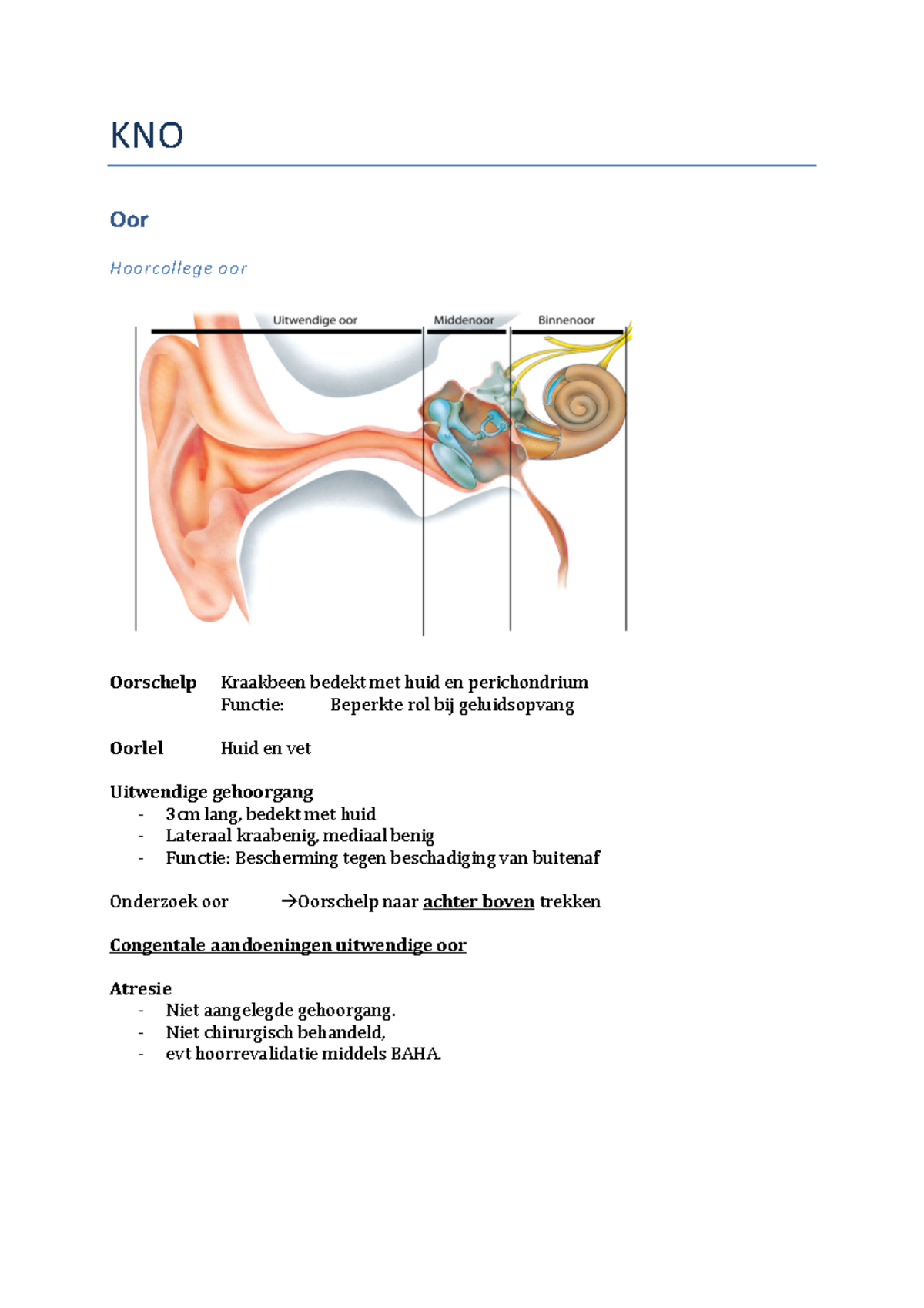 Anatomie Van De Externe Neus