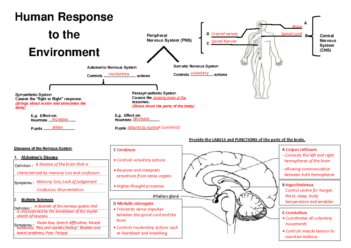 Nervous System Overview: Human Response & Brain Functions (MEMO 250903 ...