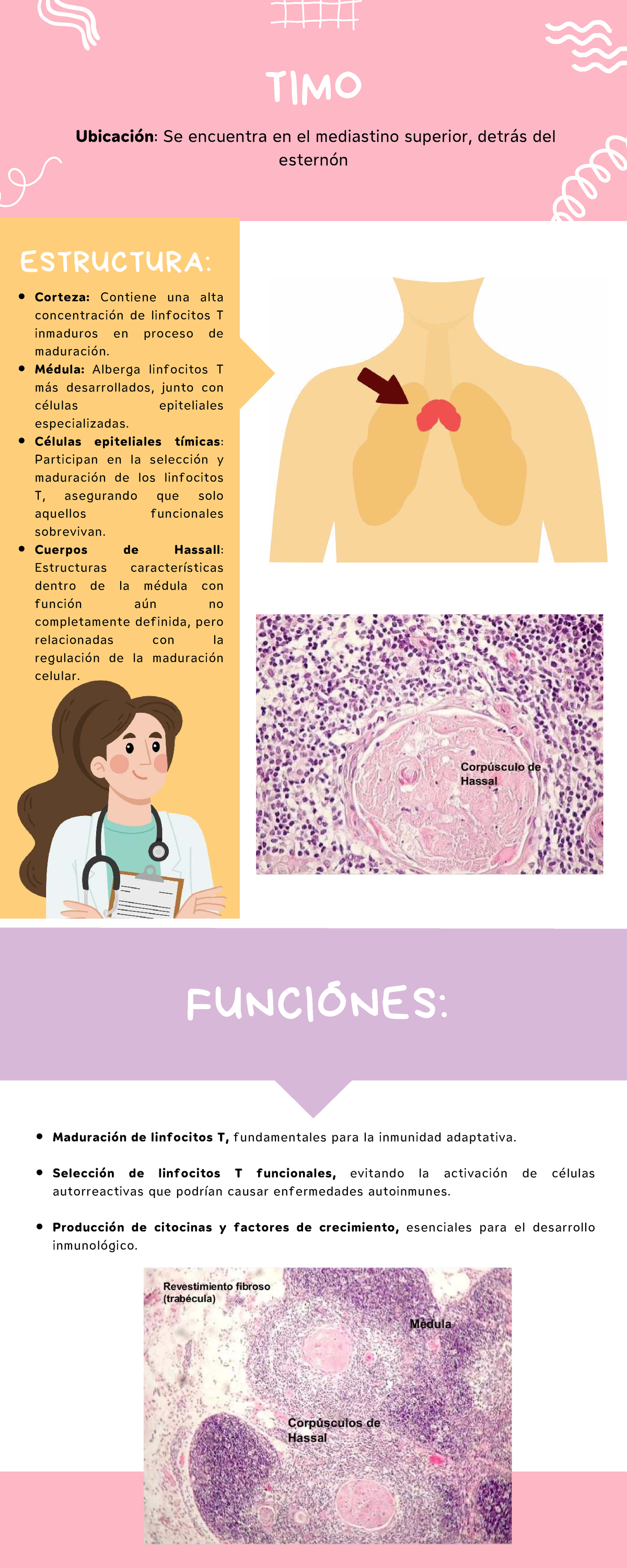 Anatomía del Timo: Estructura y Funciones Esenciales - Studocu