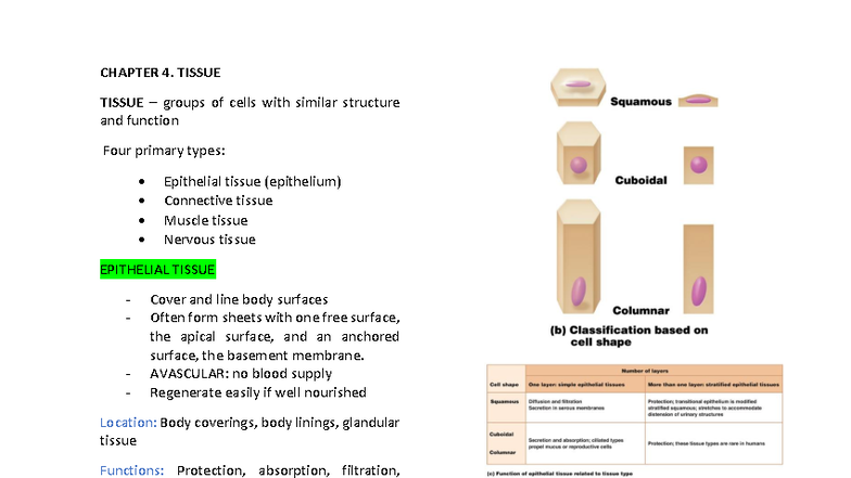 CHAPTER 4: TISSUE TYPES AND FUNCTIONS IN HUMAN BODY - Studocu