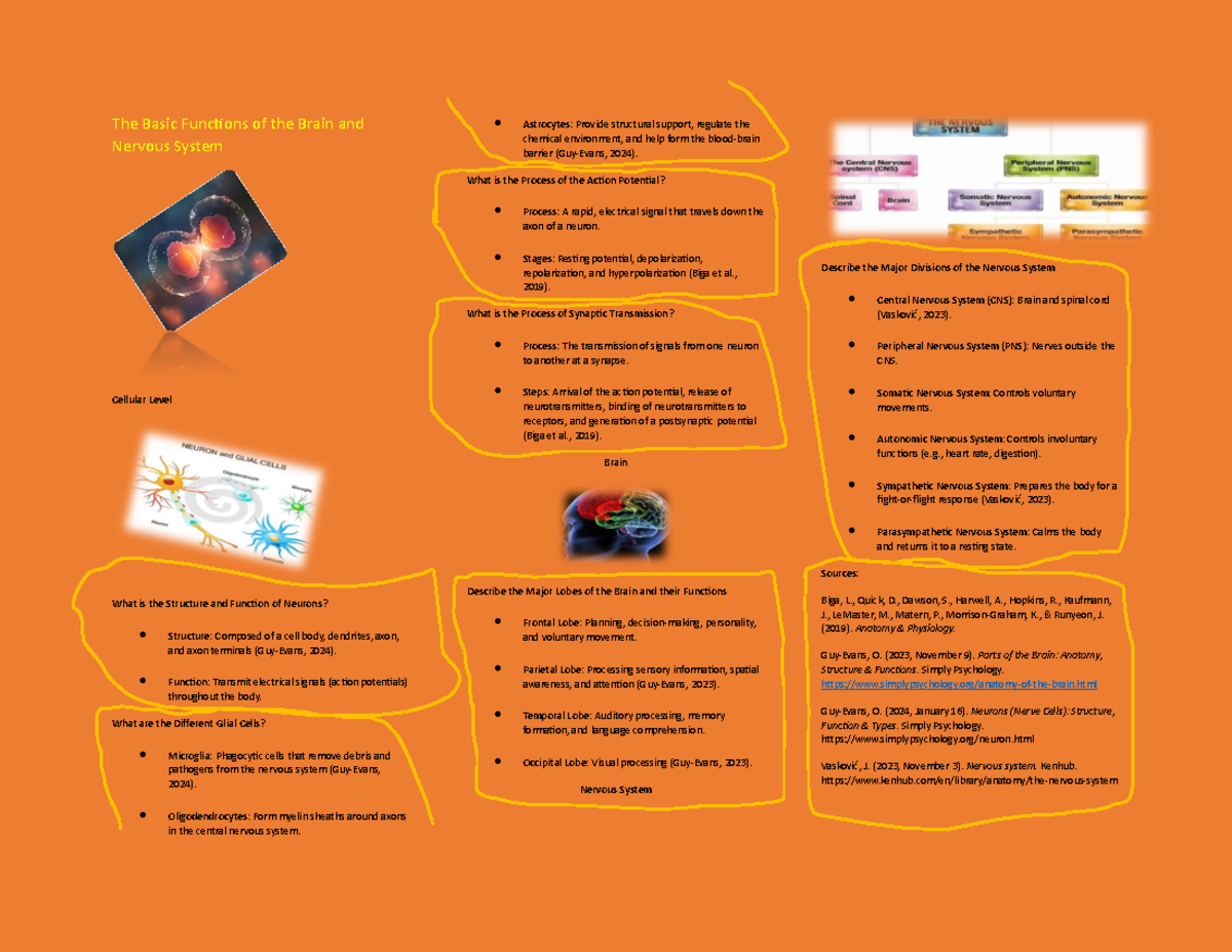 BIO101: Functions of the Brain & Nervous System Overview - Studocu