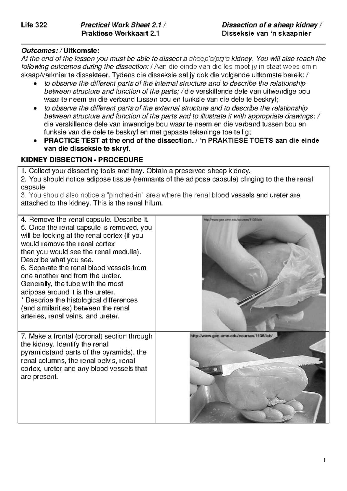 Life 322 - Practical Work Sheet: Sheep Kidney Dissection Guide - Studocu