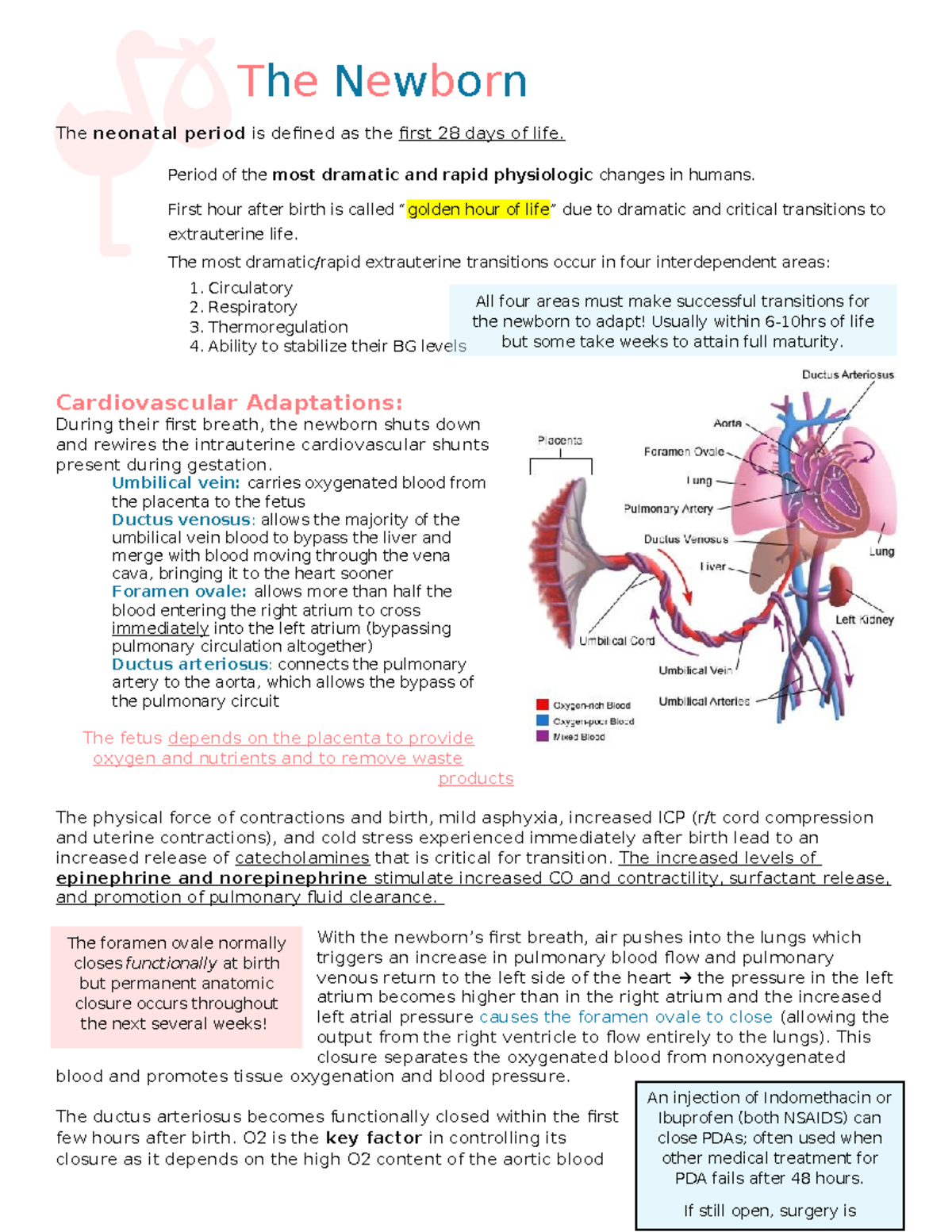 Ch. 17 - OB Lecture Notes: Newborn Adaptations and Physiology - Studocu