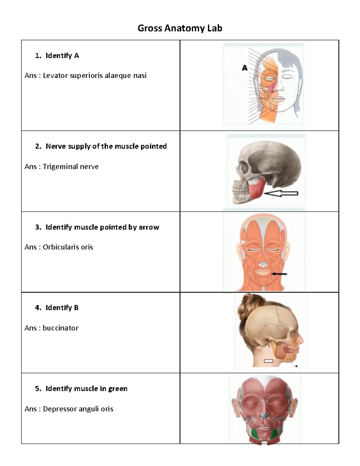 16245884965524 Gross Anatomy Lab - Gross Anatomy Lab Identify A Ans ...