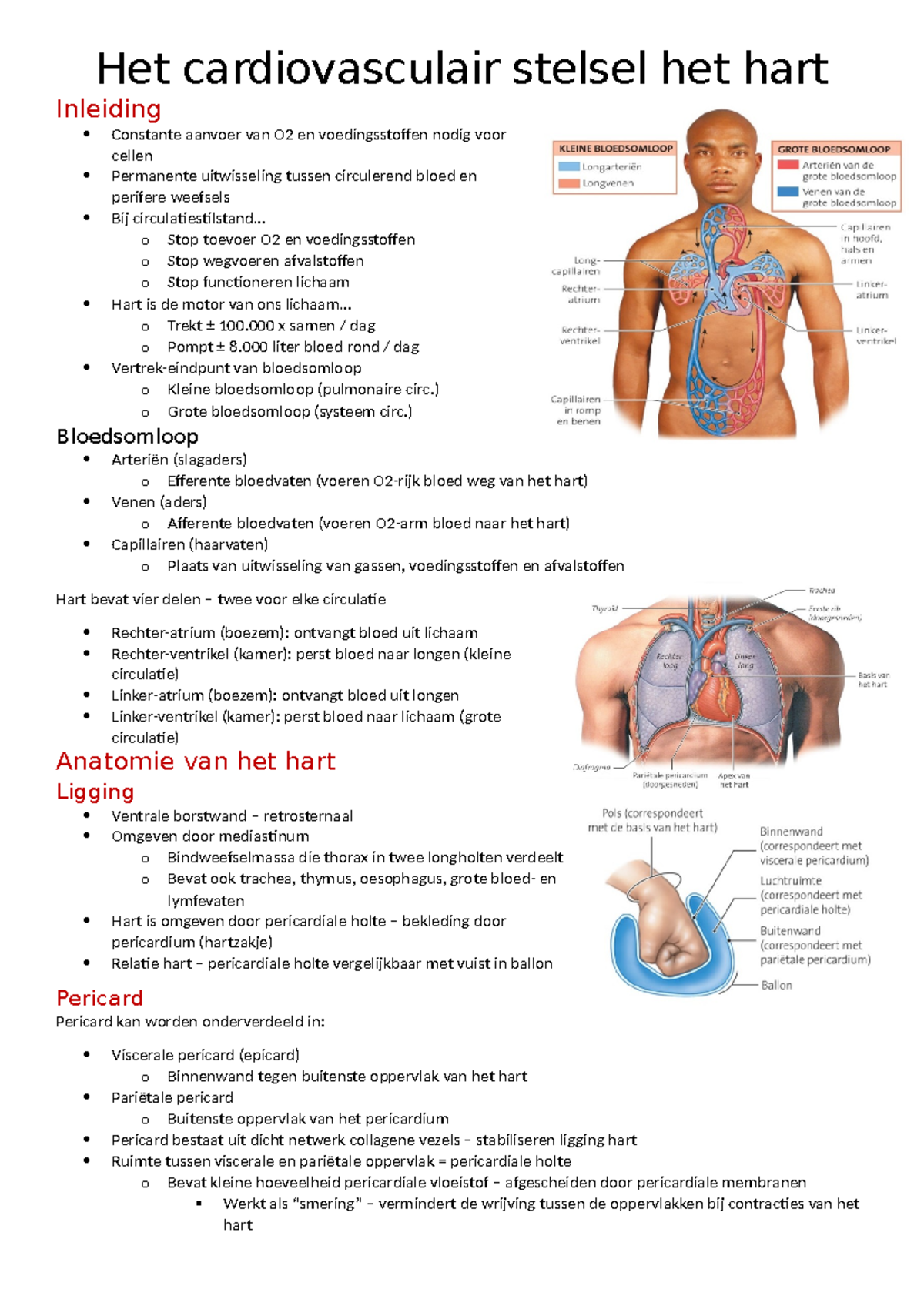Hart- en vaatstelsel: Inleiding, Anatomie en Functies van het Hart ...