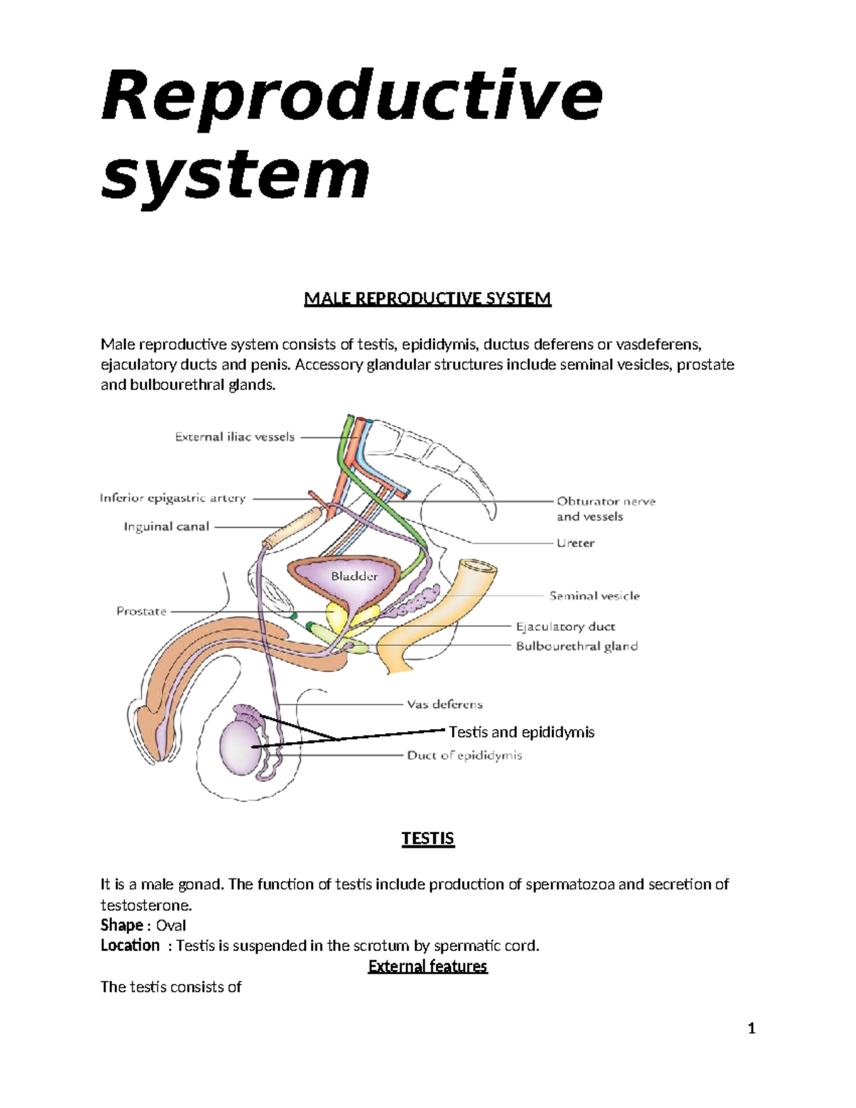 Reproductive System Anatomy - Male & Female Overview - Studocu