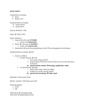 Nervous System Worksheet - Chapter 7 Study Guide - Nervous System - Chapter 7 Using the key ...