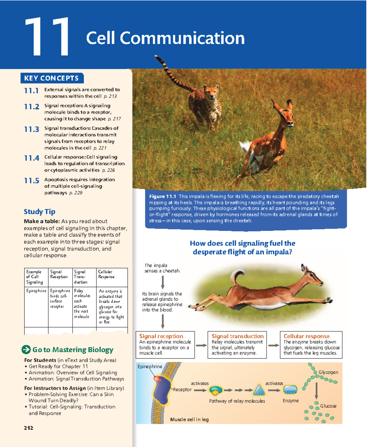AP Biology Chapter 11: Cell Communication Concepts and Mechanisms - Studocu