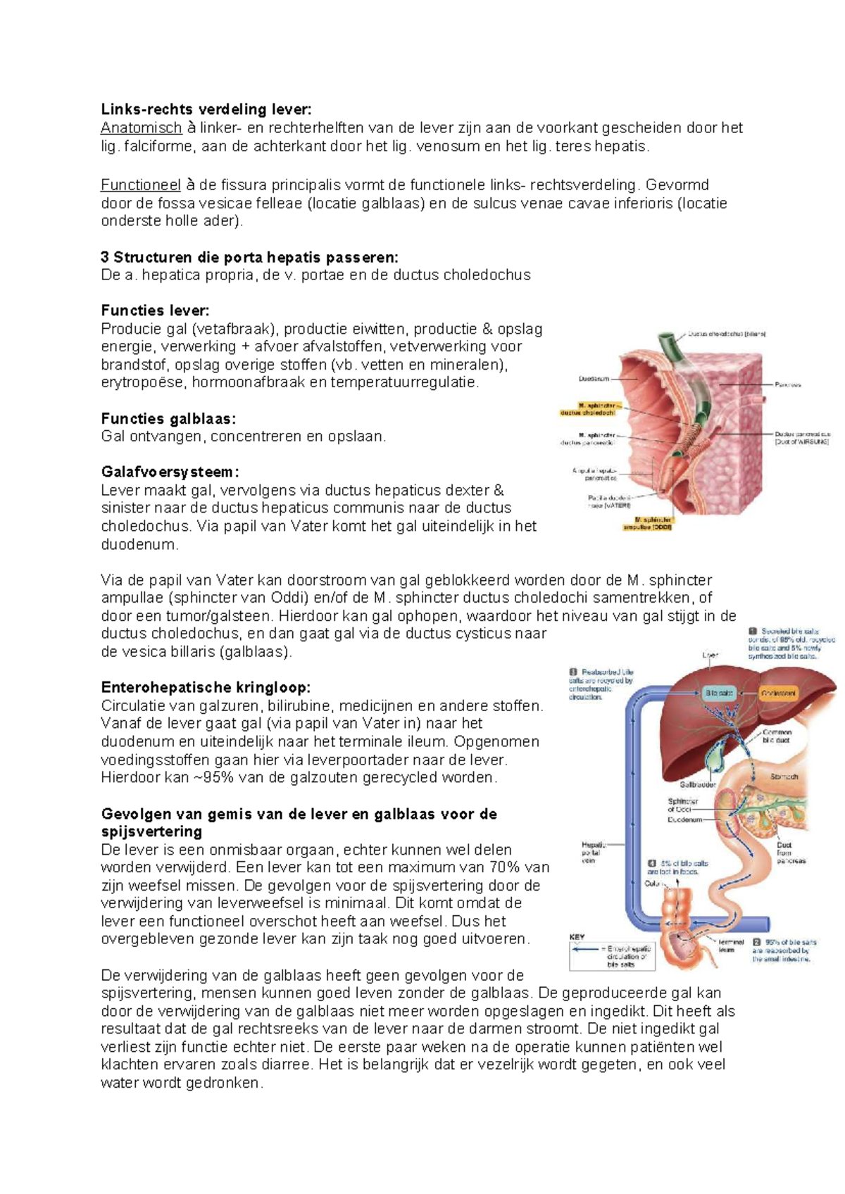 Samenvatting Lever & Galblaas: Anatomie en Functies - Studeersnel