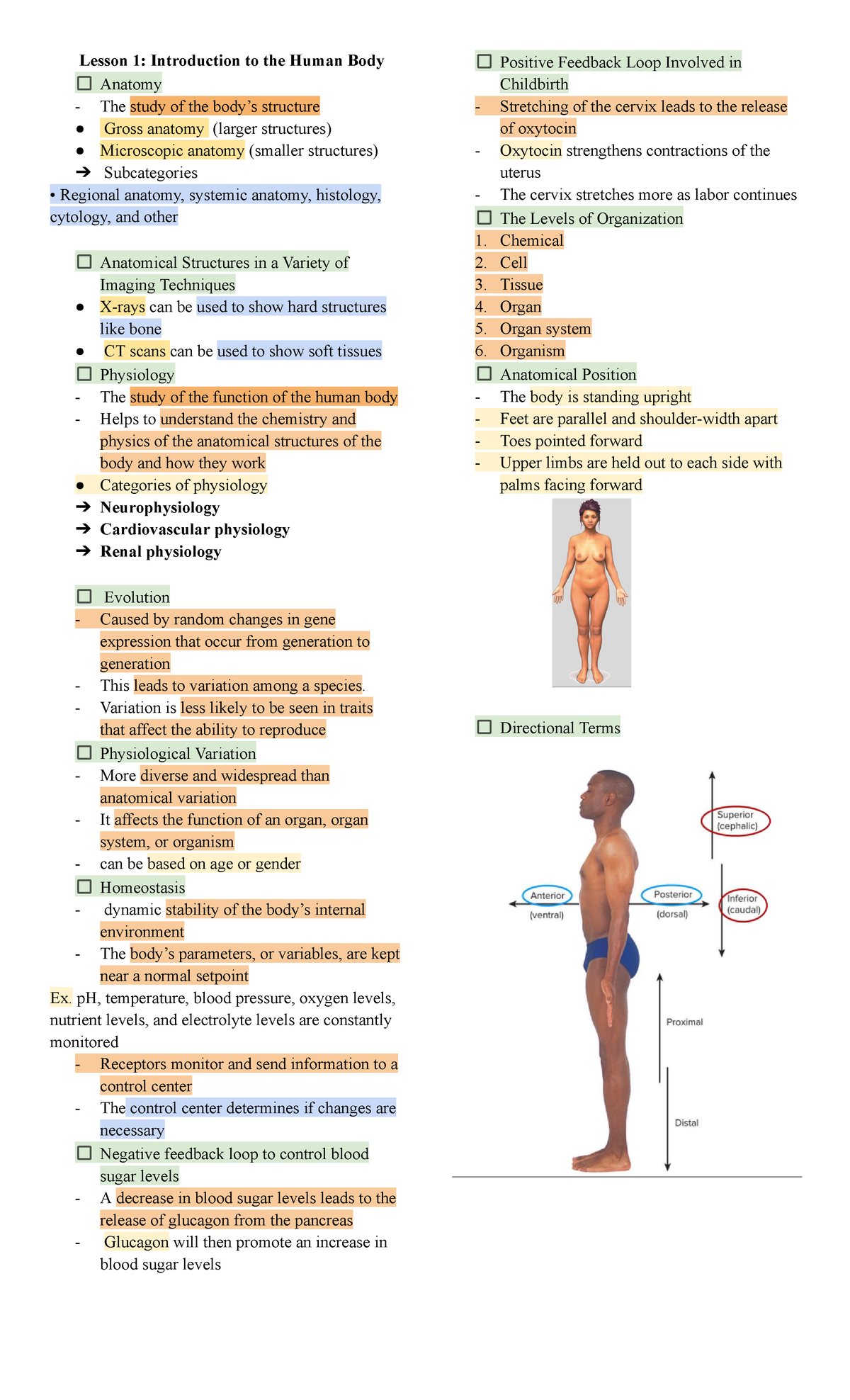 ANAPHY REVIEWER - Lesson 1: Introduction to the Human Body Anatomy The ...