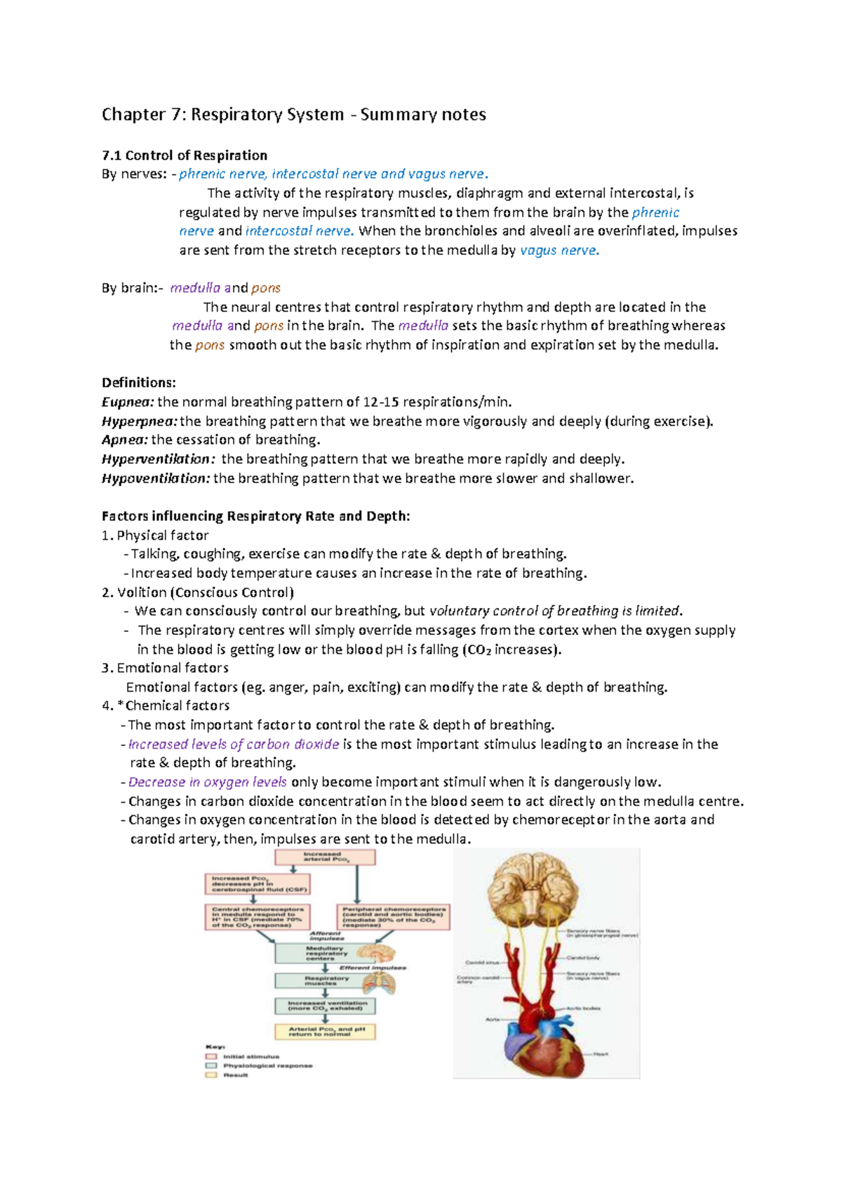 Chapter 7: Summary notes on the respiratory system and its control ...