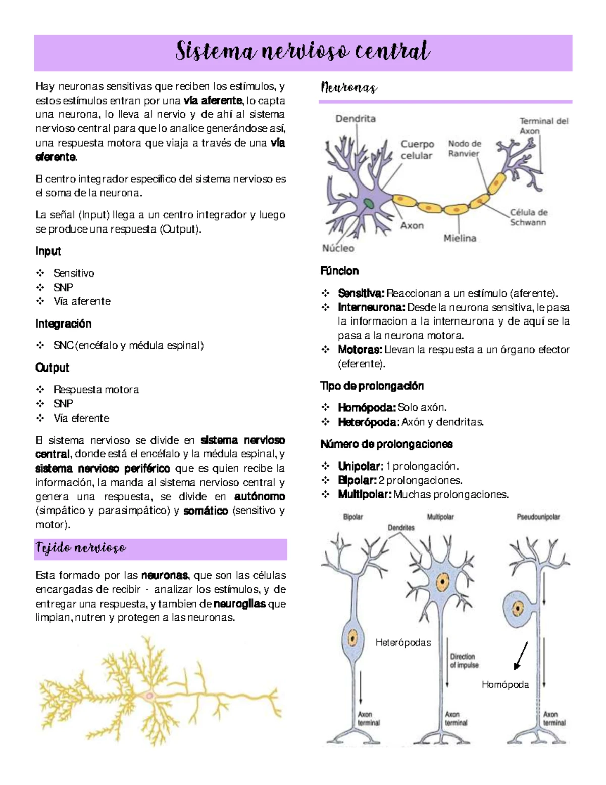Anatomía del Sistema Nervioso Central: Funciones y Estructuras - Studocu