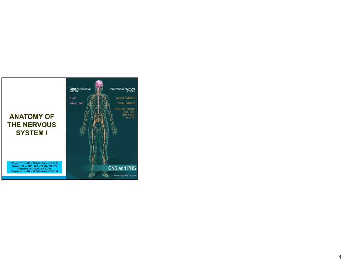 Neuroanatomy Overview: CNS Structure, Functions, and Cell Types - Here ...