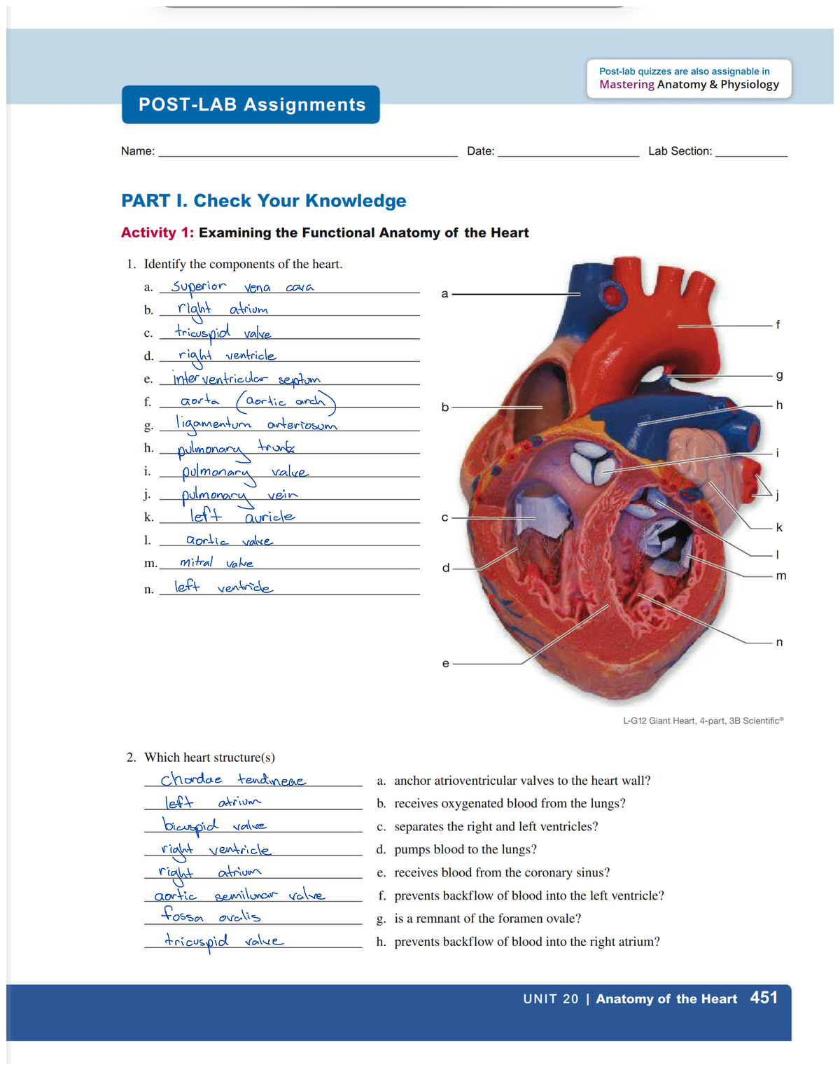 Post Lab Report on Heart Physiology and Function Analysis - Studocu