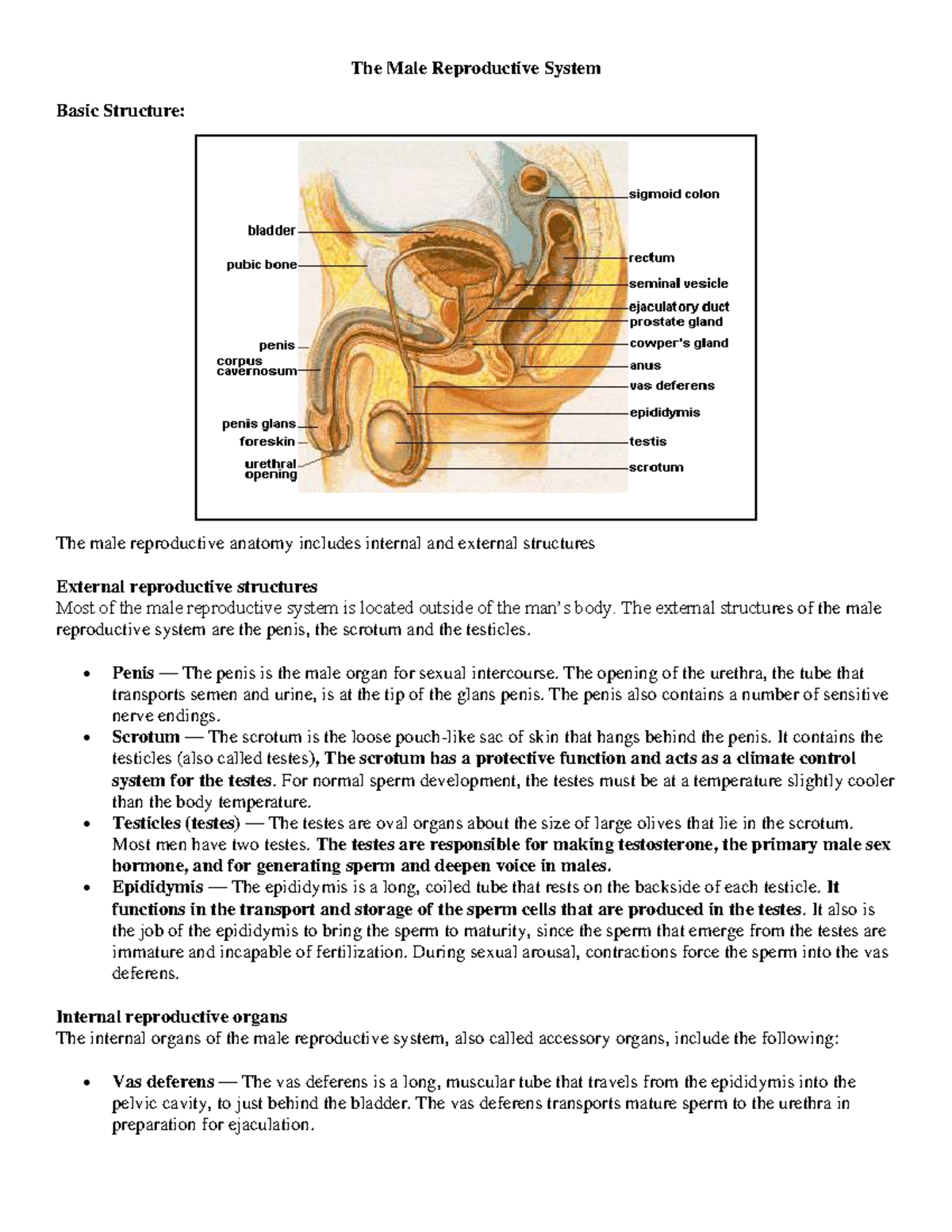 Reproductive System Overview: Male & Female Anatomy and Functions - Studocu