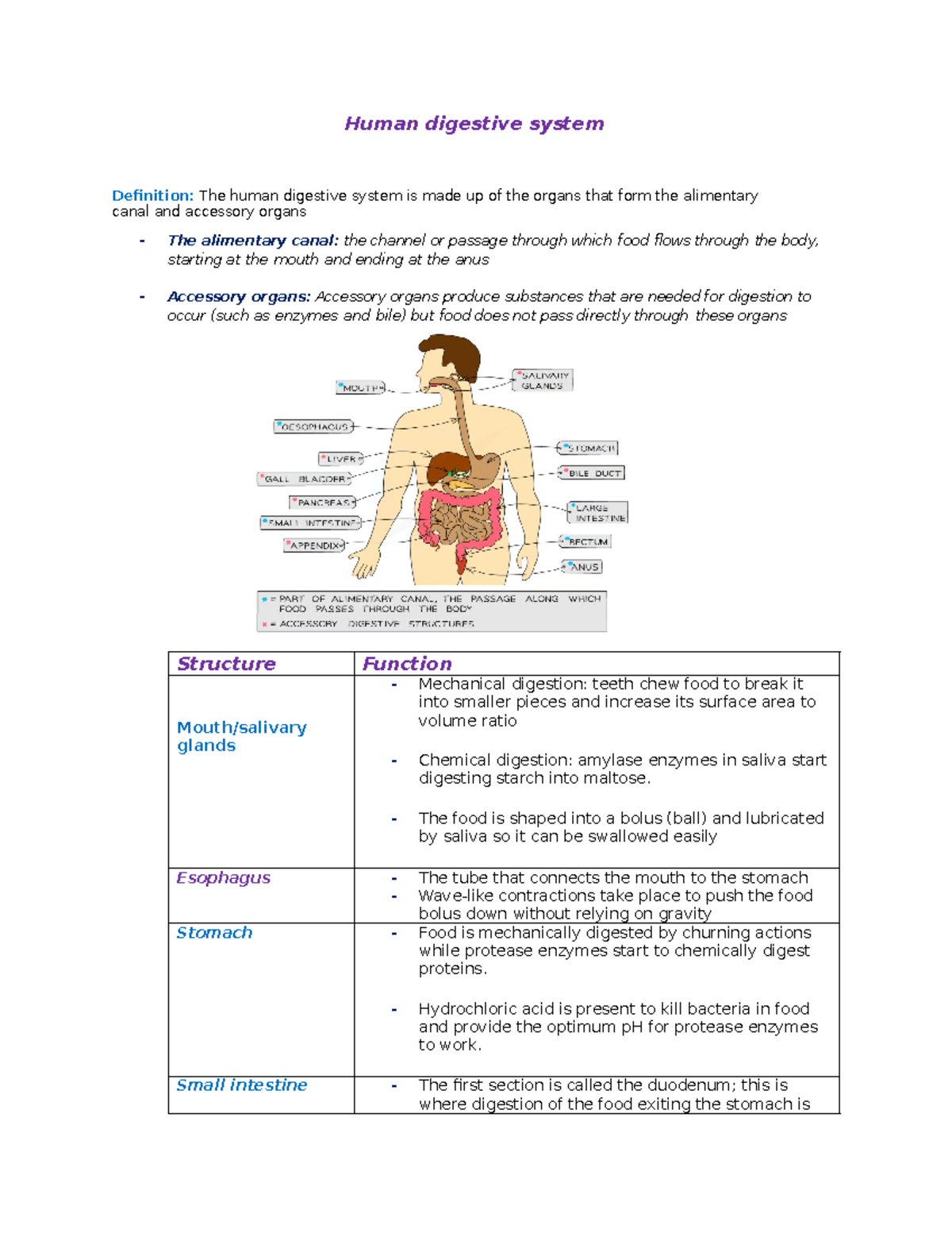Biology Study Guide - 4 (Final Exam): Human Digestive & Nervous Systems ...