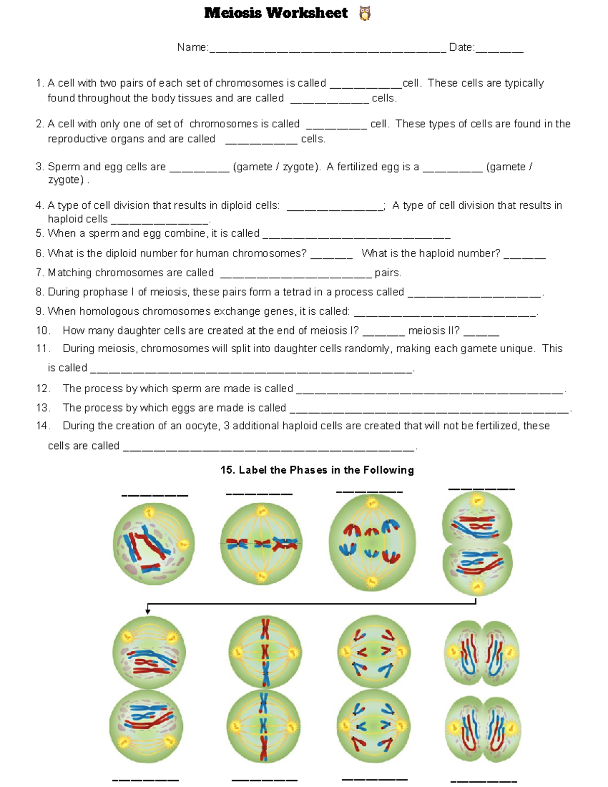 Meiosis Worksheet 1: Understanding Cell Division and Gametes - Studocu
