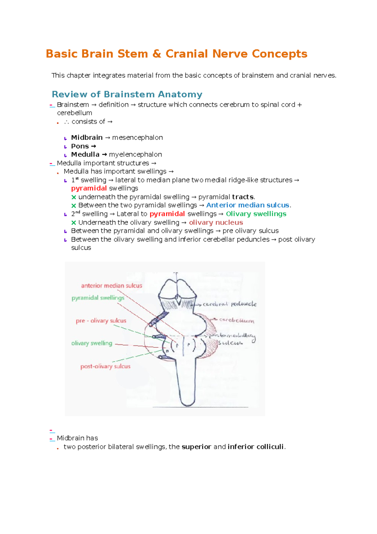 08a - Brain Stem & Cranial Nerves - Basic Concepts Overview - Studocu