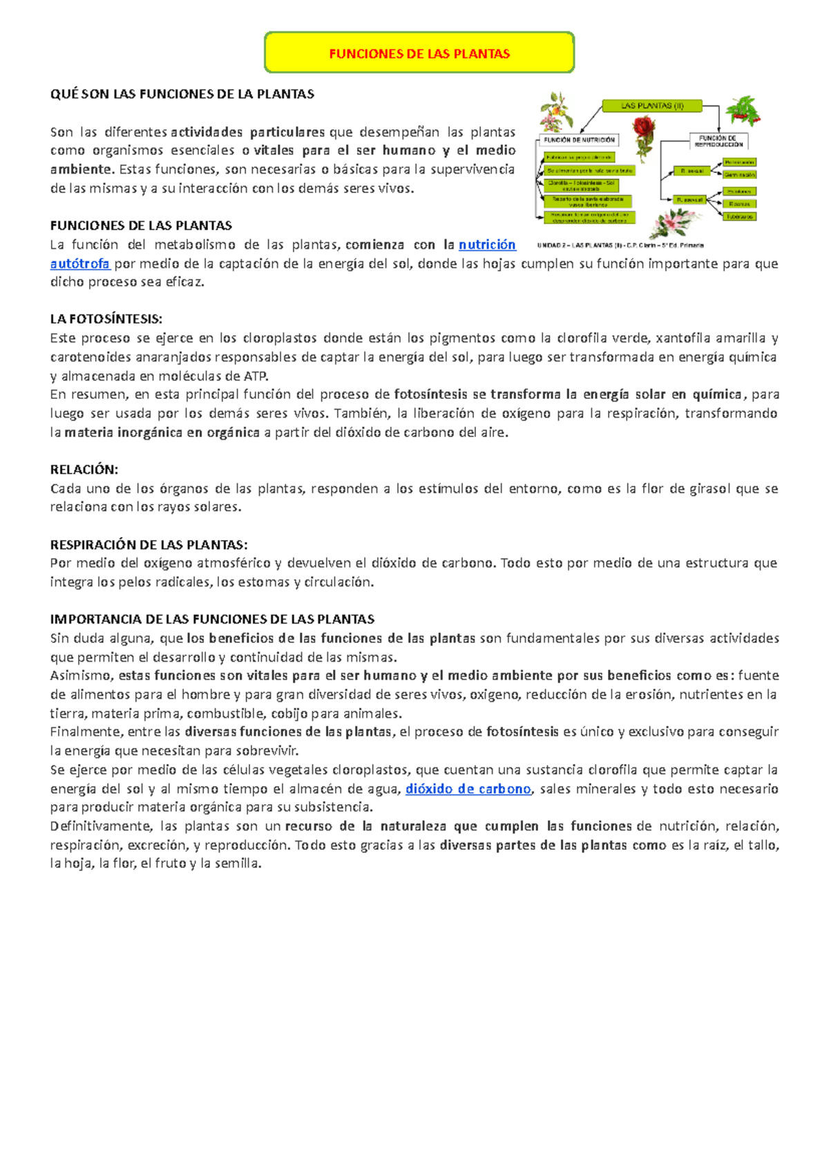 LAS Funciones DE LA Plantas - QUÉ SON LAS FUNCIONES DE LA PLANTAS Son ...