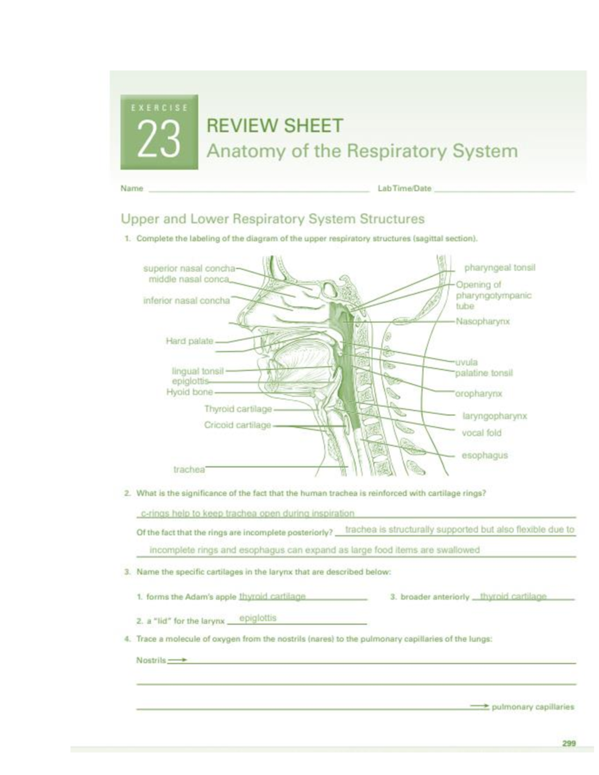 Exercise 23: Anatomy of the Respiratory System Overview - Studocu