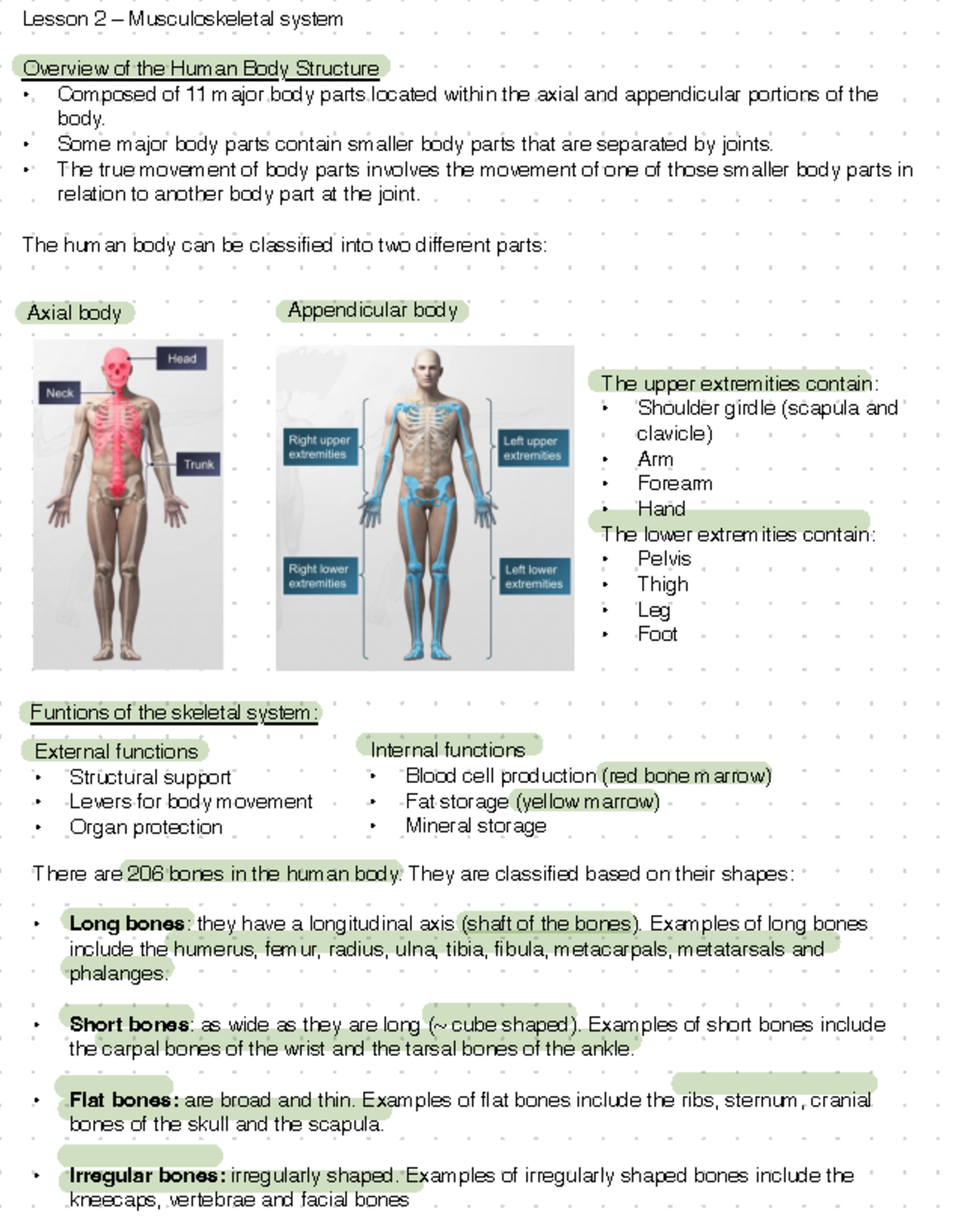 Lesson 2 - Musculoskeletal System Lecture Notes - Studocu