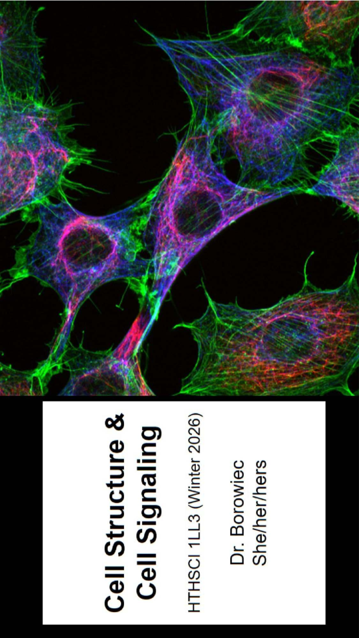 Cell Structure and Signaling Overview HTHSCI 1LL3 (Winter 2026) - Studocu