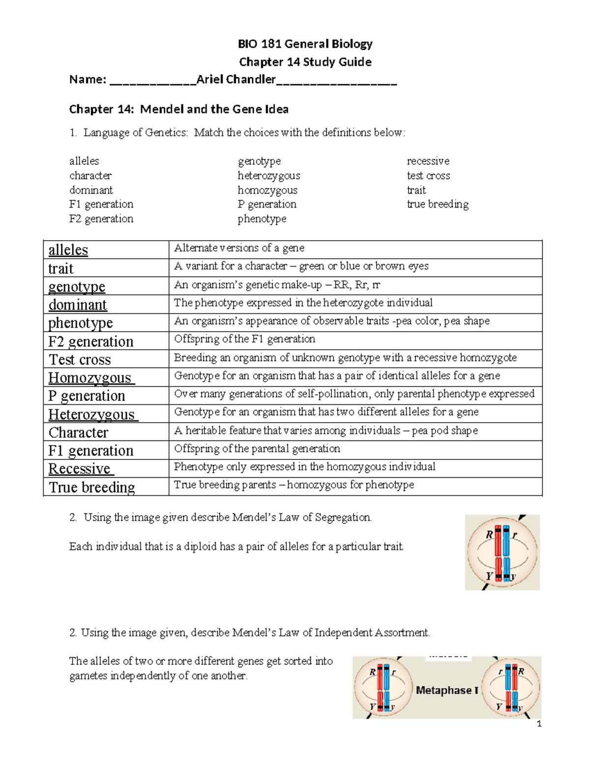 BIO 181 Chapter 14 Study Guide: Mendel and Gene Concepts - Studocu