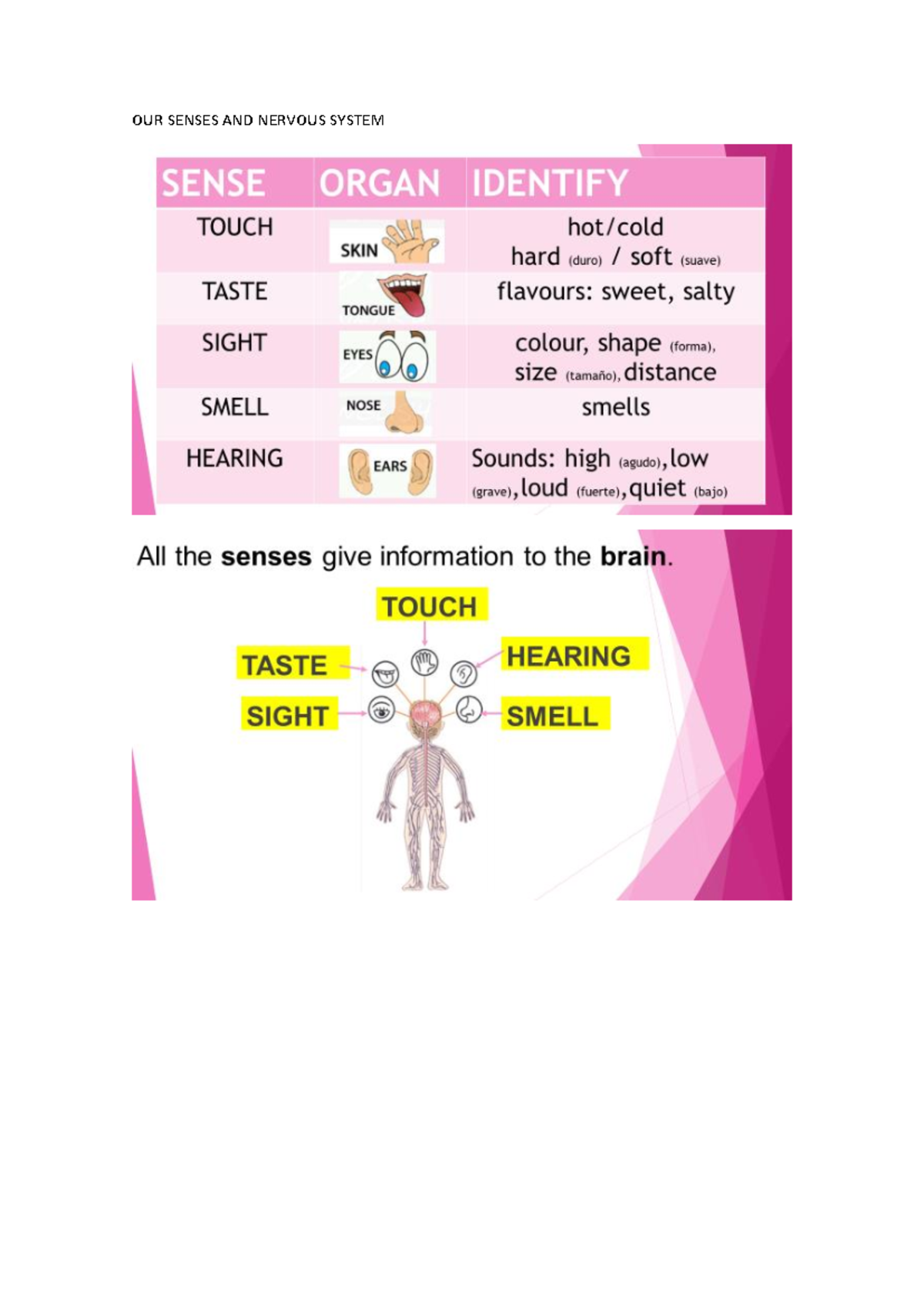 OUR Senses AND Nervous System pages 6 and 7 - science - OUR SENSES AND ...