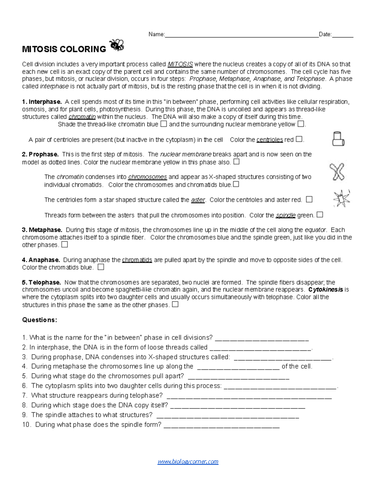 Mitosis Coloring Guide: Understanding Cell Division Steps - Studocu