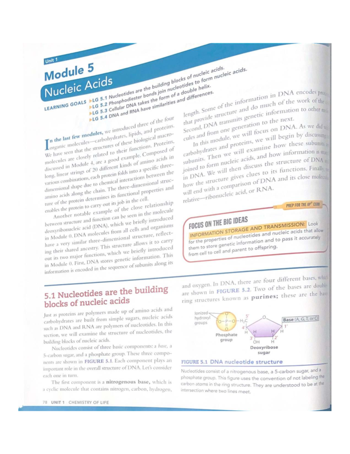 Module 5 Study Guide: Key Concepts on Nucleic Acids (LG 5.1 - 5.4 ...