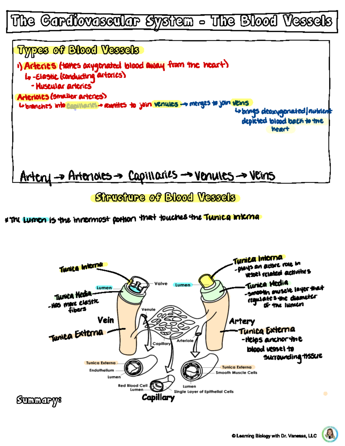 Anatomy and Physiology of Blood Vessels: Arteries, Veins, and ...