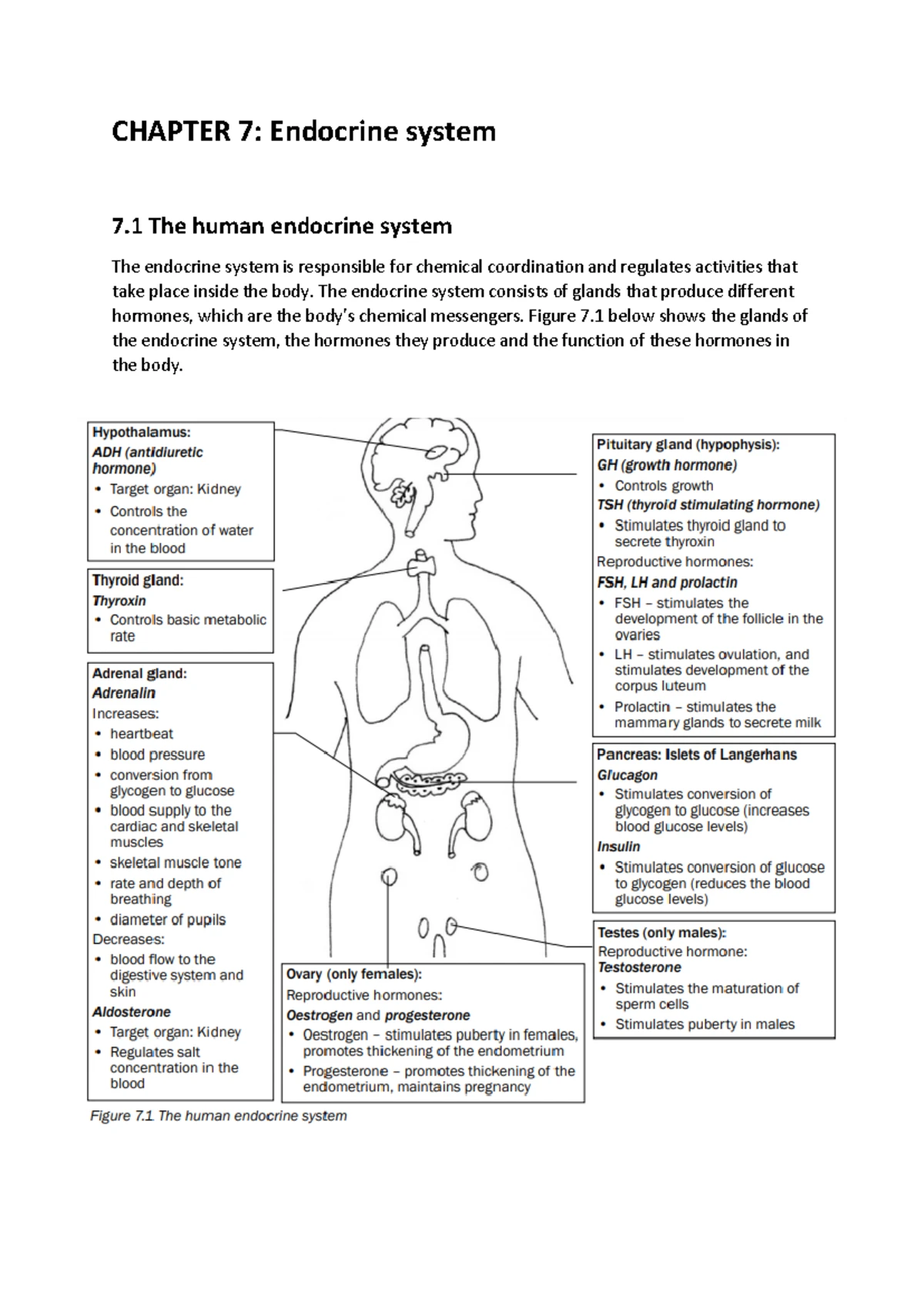 Human Endocrine System Topic Test - Marking Guidelines - Studocu