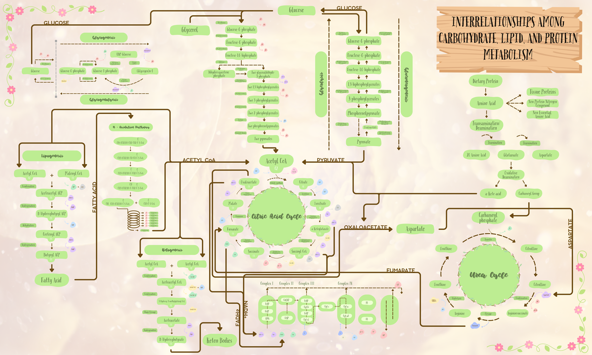 Metabolic Pathways: Interrelationships in Carb, Lipid, & Protein Metab ...