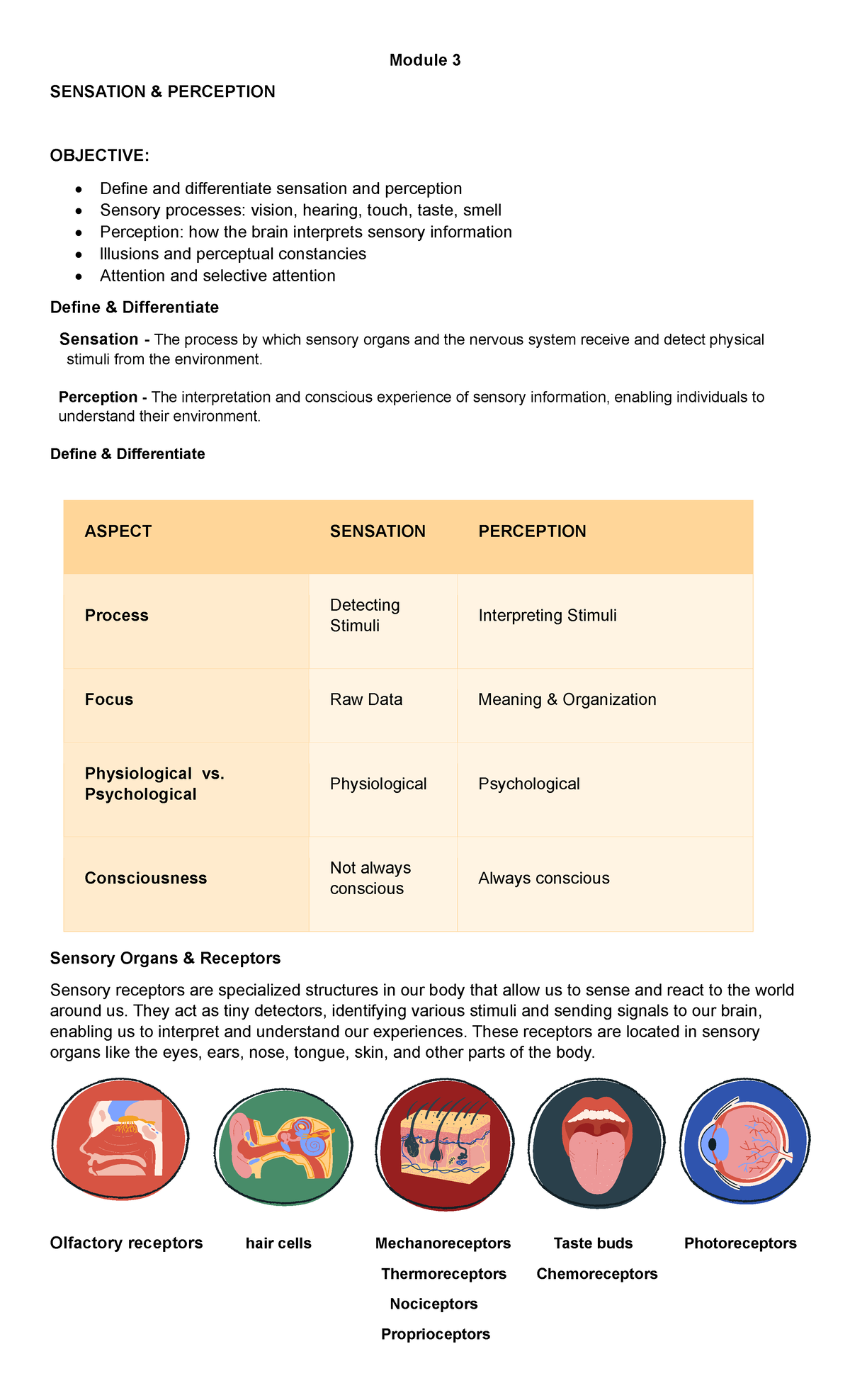 Module 3: Sensation and Perception Overview and Key Concepts - Studocu